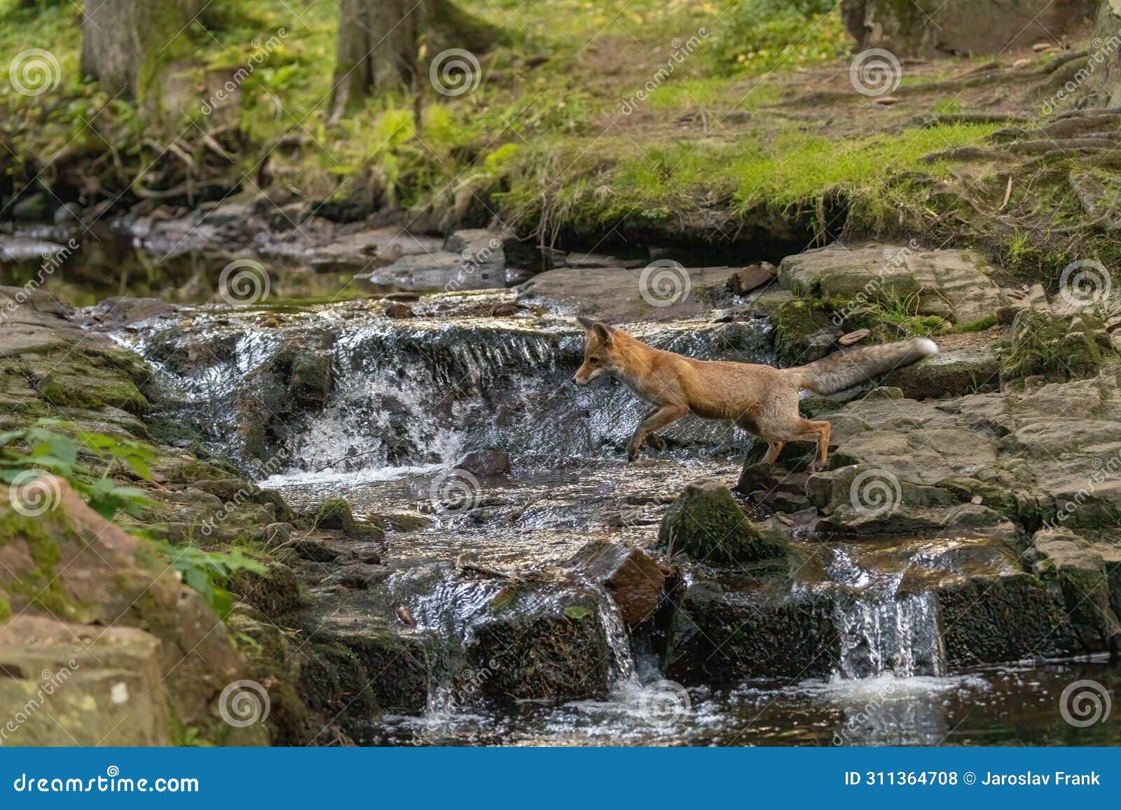Cute Fox is Jumping Over the Stream Stock Photo - Image of europe ...