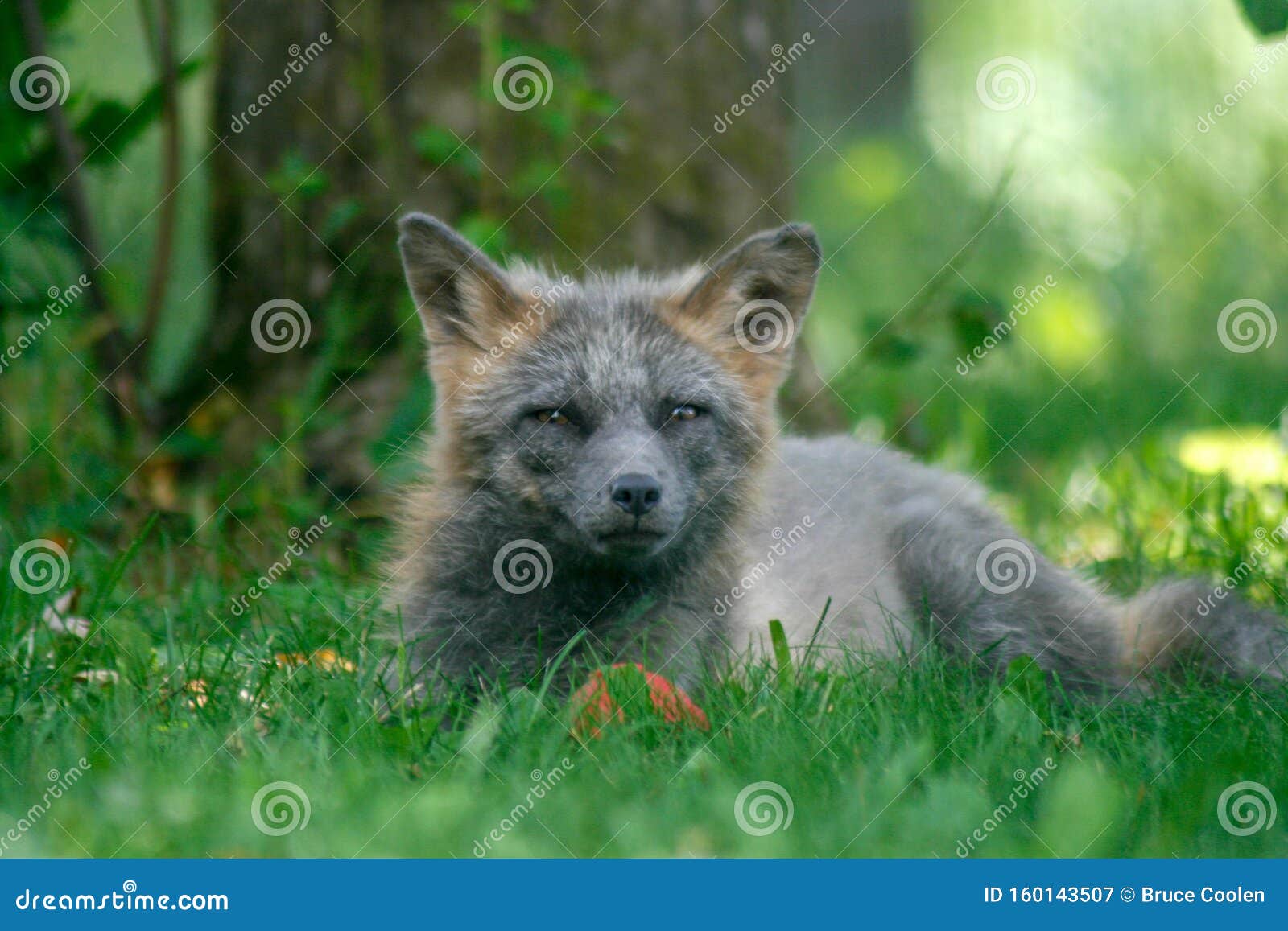 Cute Fox Looking at the Camera Stock Image - Image of cute, looking ...