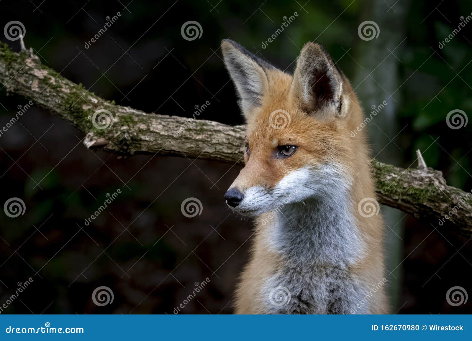 Cute Fox with a Sly Facial Expression Near a Tree Branch in the Forest ...
