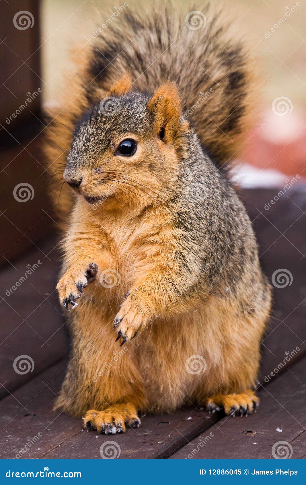 Cute Fox Squirrel Begging for Food Stock Image - Image of squirrel ...