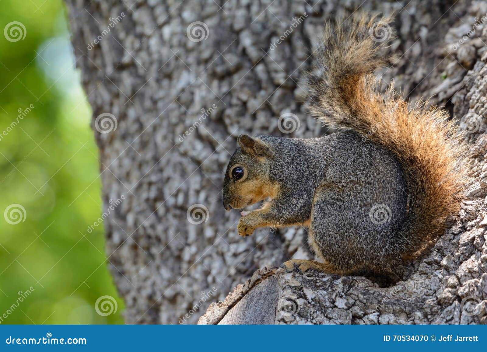 Cute Fox Squirrel Sitting in Tree Stock Photo - Image of animal, park ...