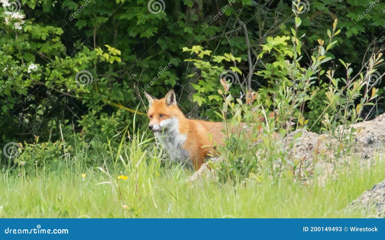 Cute Fox Standing in a Grassy Field Stock Image - Image of park, pets ...