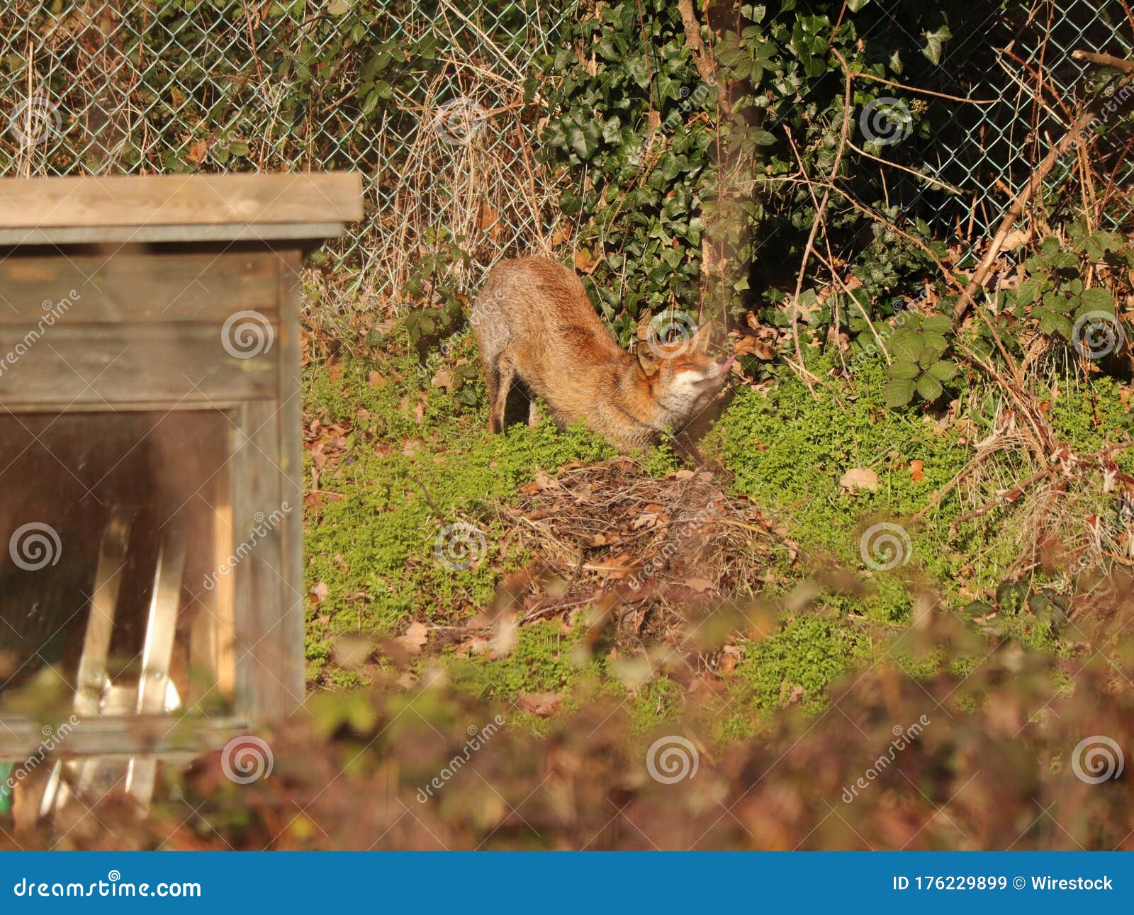 Cute Fox Stretching in the Backyard during Daytime Stock Image - Image ...