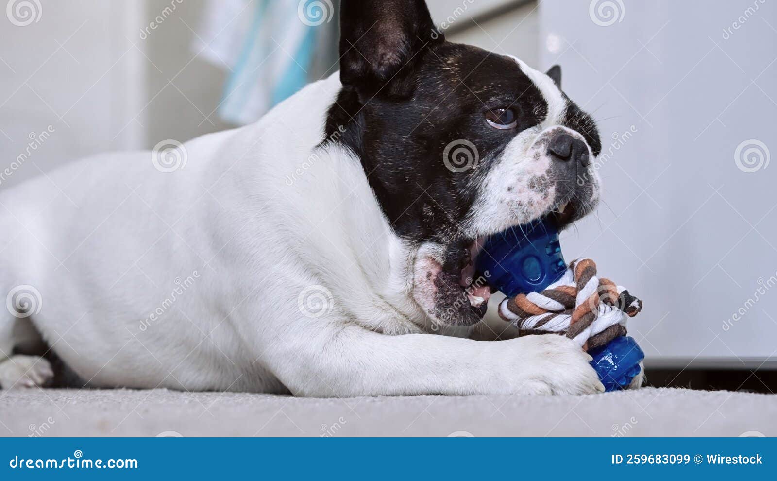 Cute French Bulldog Biting a Toy Stock Image - Image of biting, looking ...