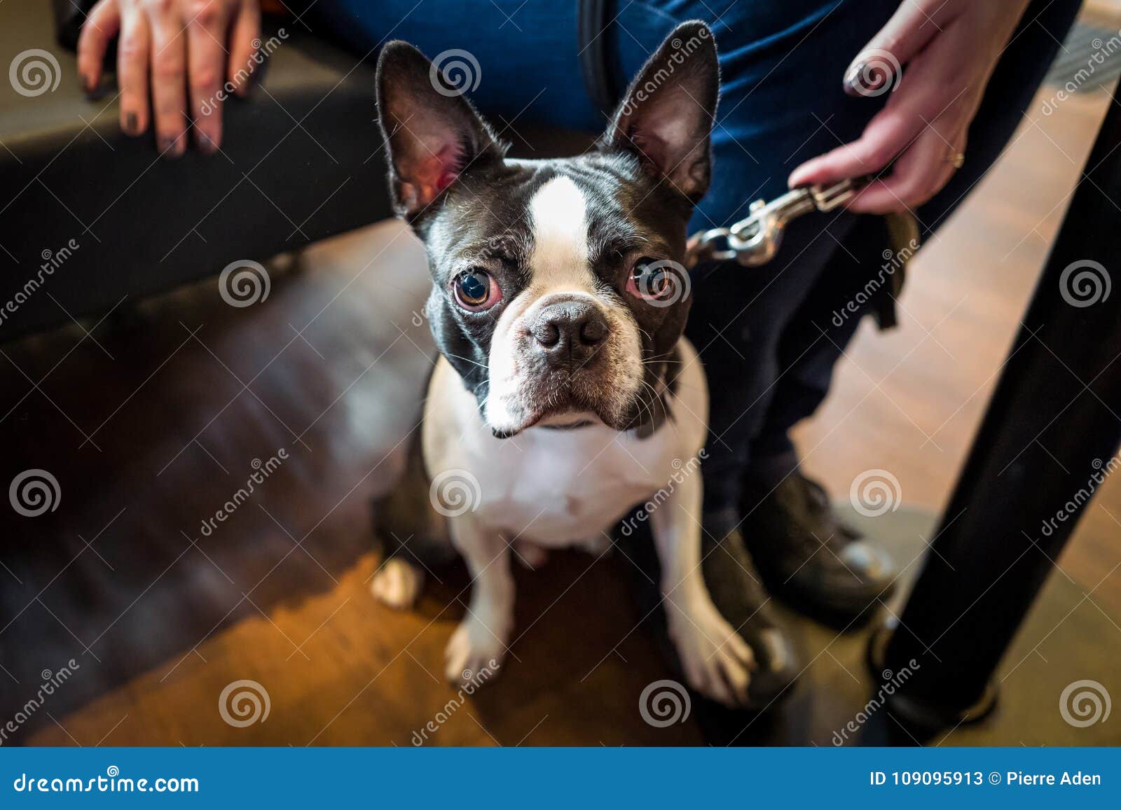 Cute French Bulldog in a Cafe Stock Image - Image of cute, grooming ...