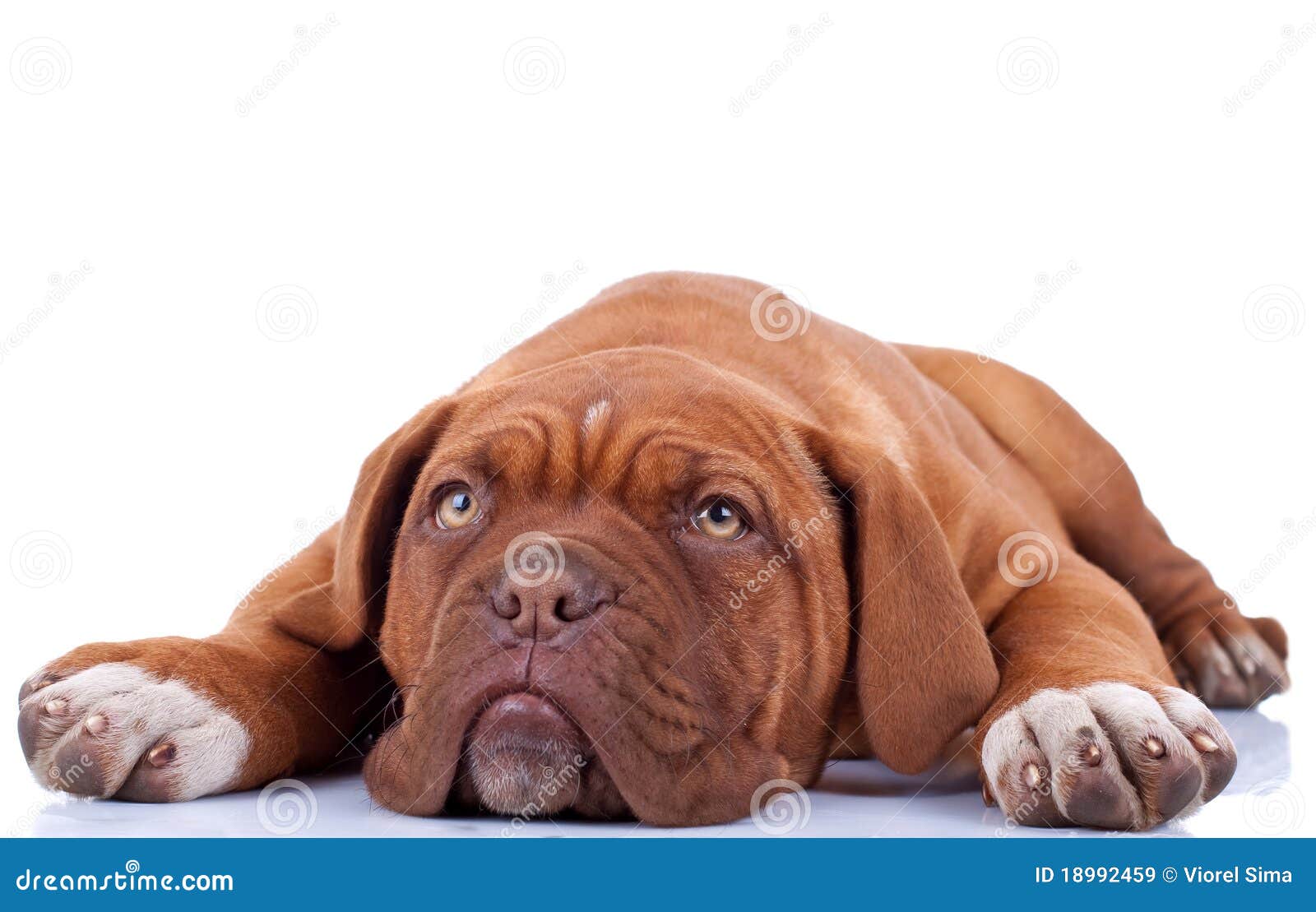 Cute french mastiff stock image. Image of relaxation - 18992459