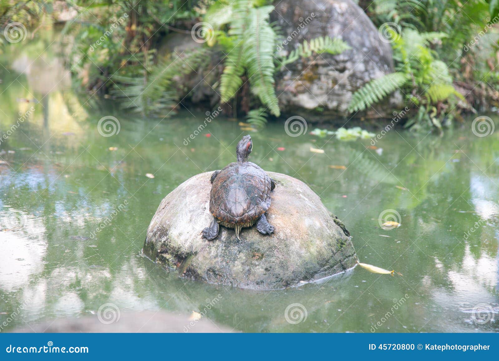 Cute fresh water turtle. stock photo. Image of landscape - 45720800