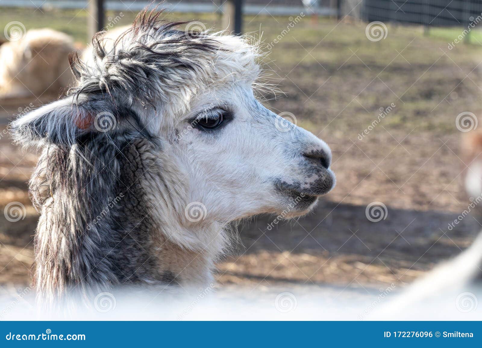 Cute Friendly Alpaca on an Alpaca Farm. Stock Photo - Image of head ...