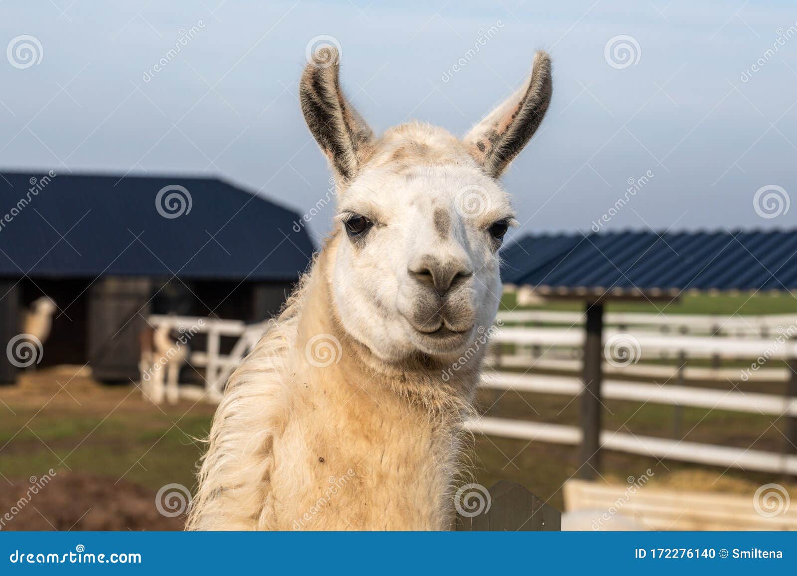 Cute Friendly Alpaca on an Alpaca Farm. Stock Photo - Image of neck ...