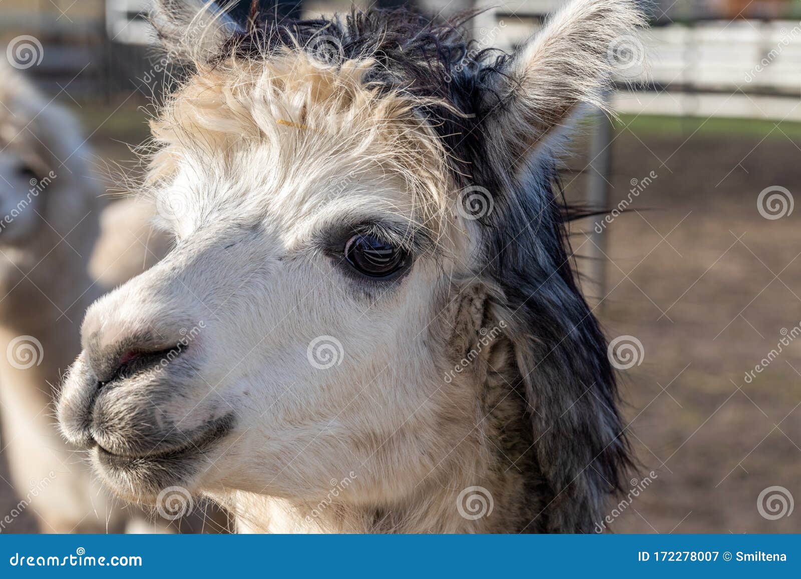 Cute Friendly Alpaca on an Alpaca Farm. Stock Image - Image of face ...