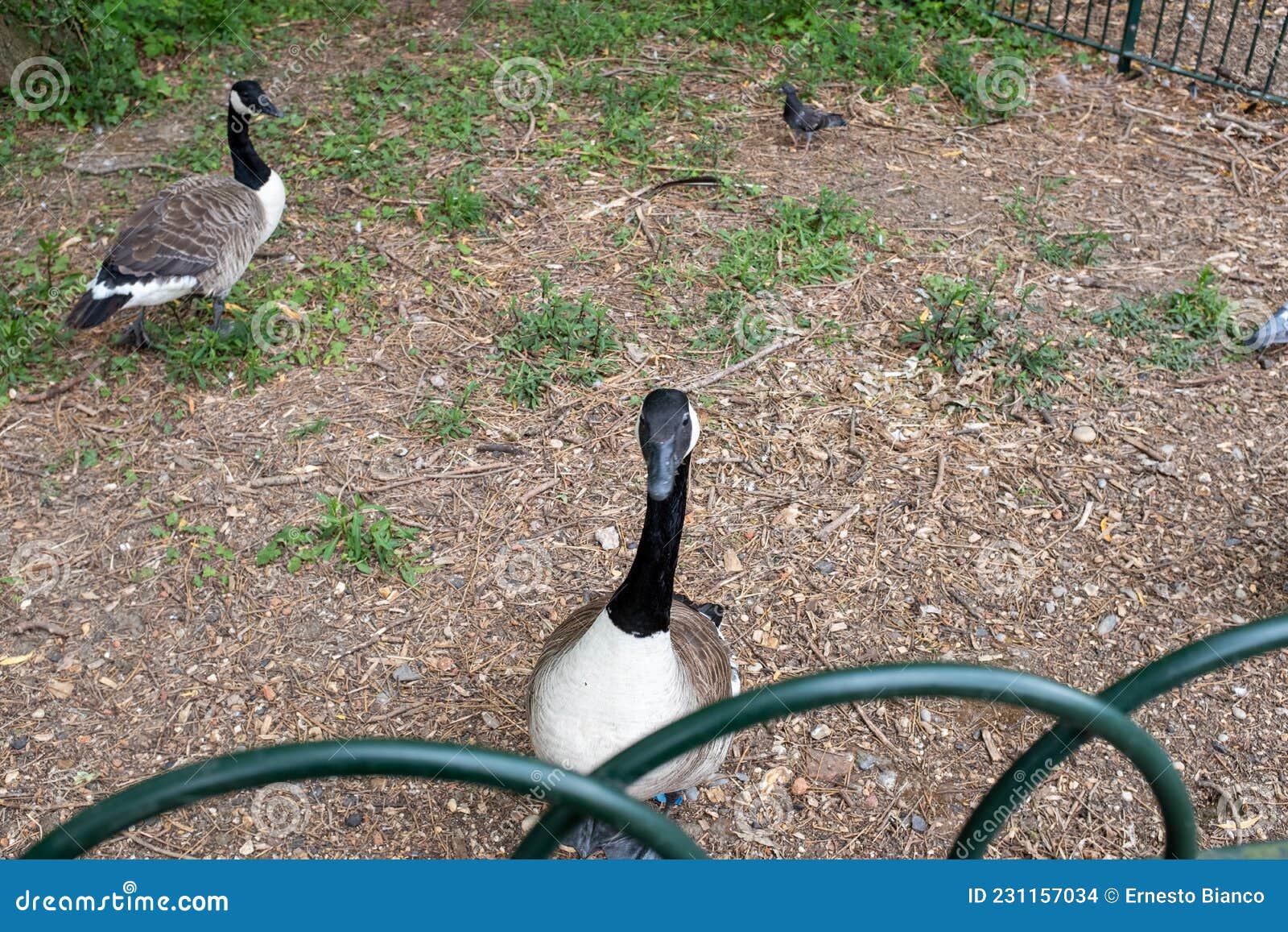 A Cute Friendly Goose in Finsbury Park Stock Photo - Image of cute ...