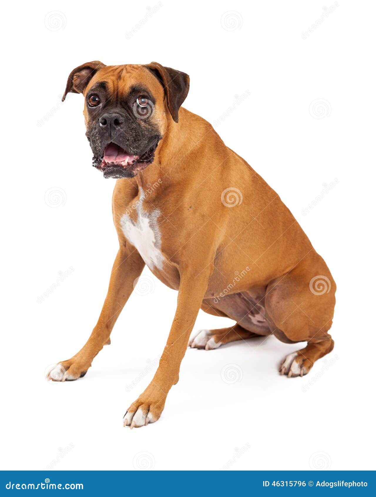 Cute and Friendly Looking Boxer Dog Sitting Stock Photo - Image of ...
