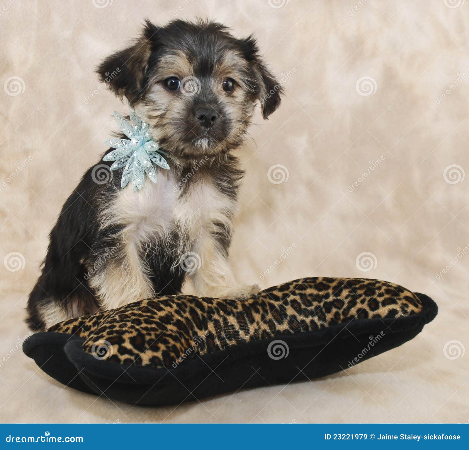 Cute Frlly Morkie Puppy stock image. Image of sweet, small - 23221979