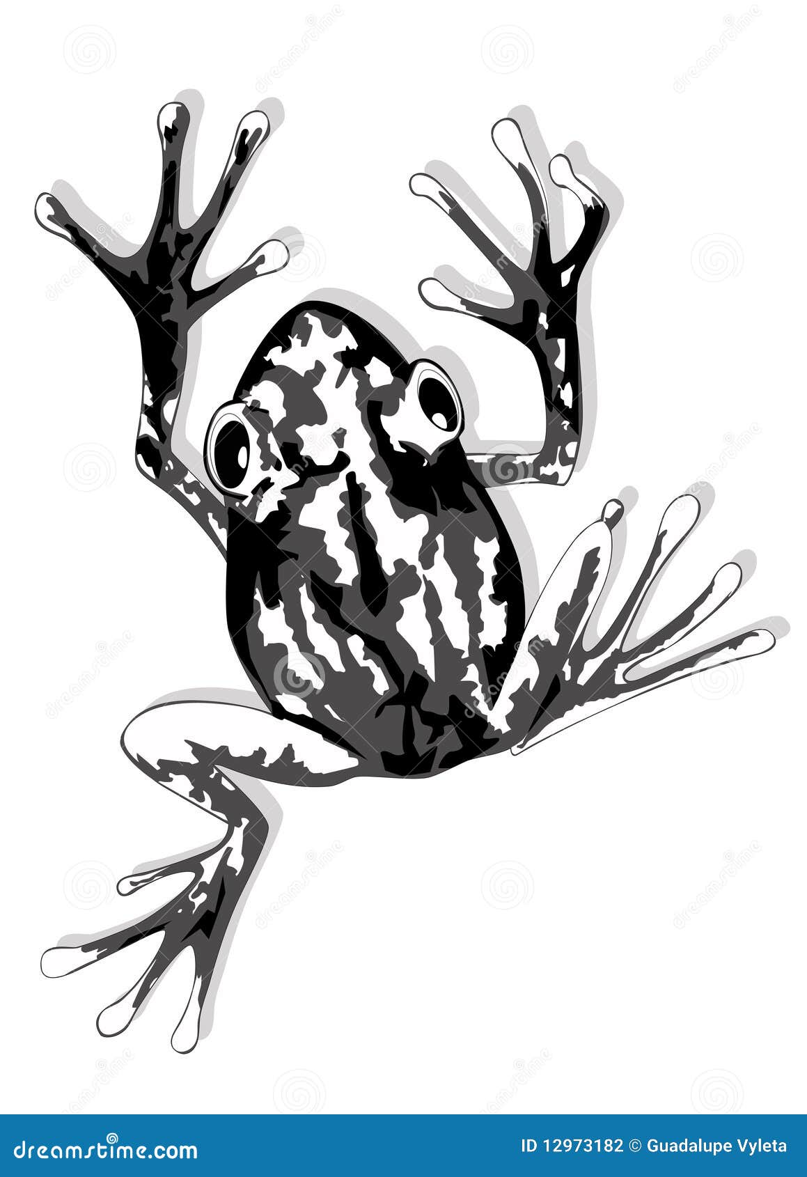 Pacific Tree Frog Drawing