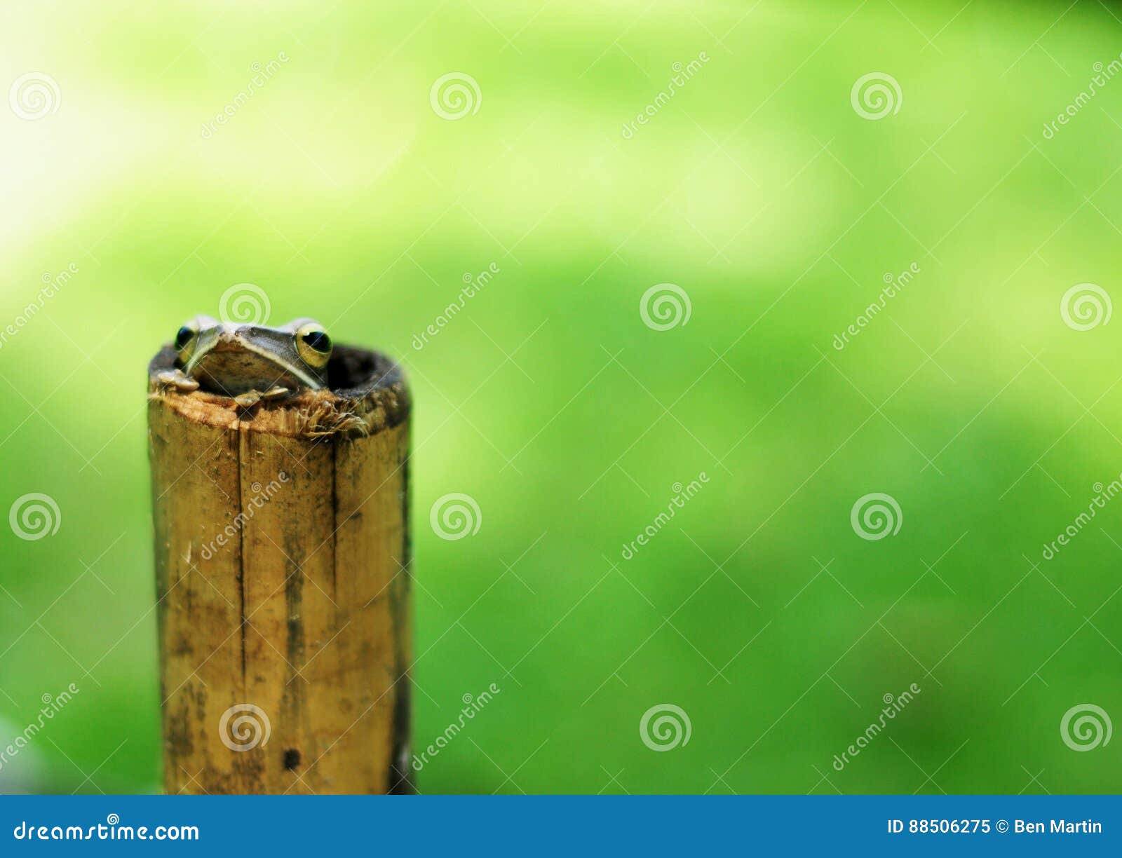 Cute Frog Hiding Bamboo Stock Photos - Free & Royalty-Free Stock Photos ...