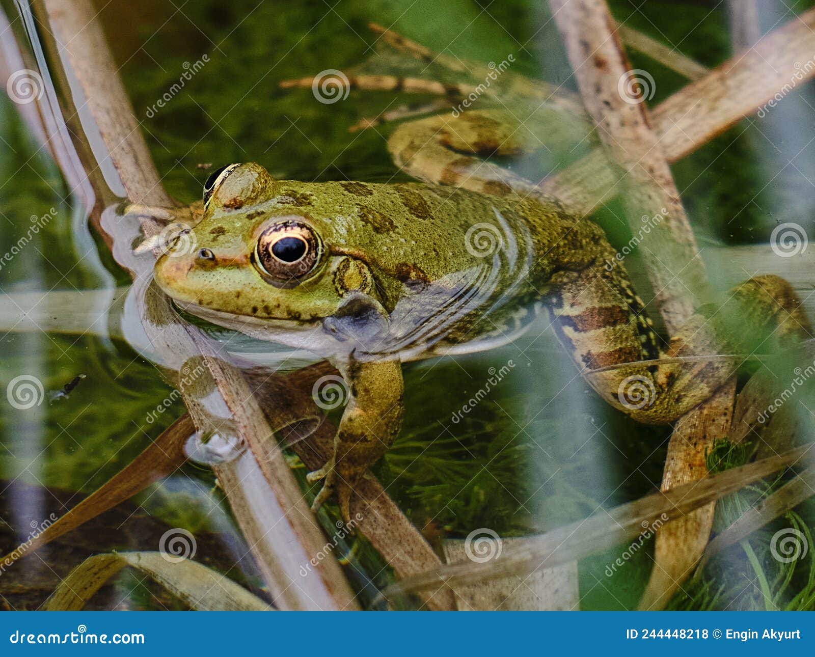 Cute frog in a lake stock photo. Image of small, river - 244448218