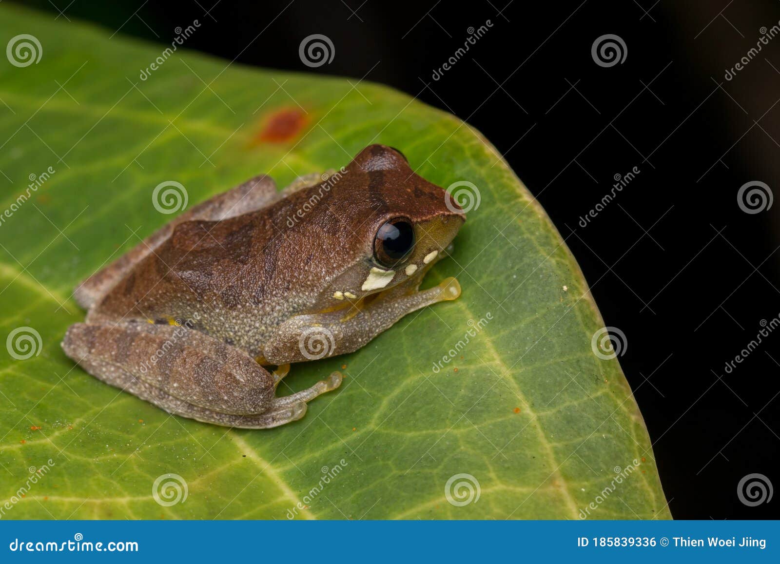 Cute frog resting on leaf stock photo. Image of croaking - 185839336