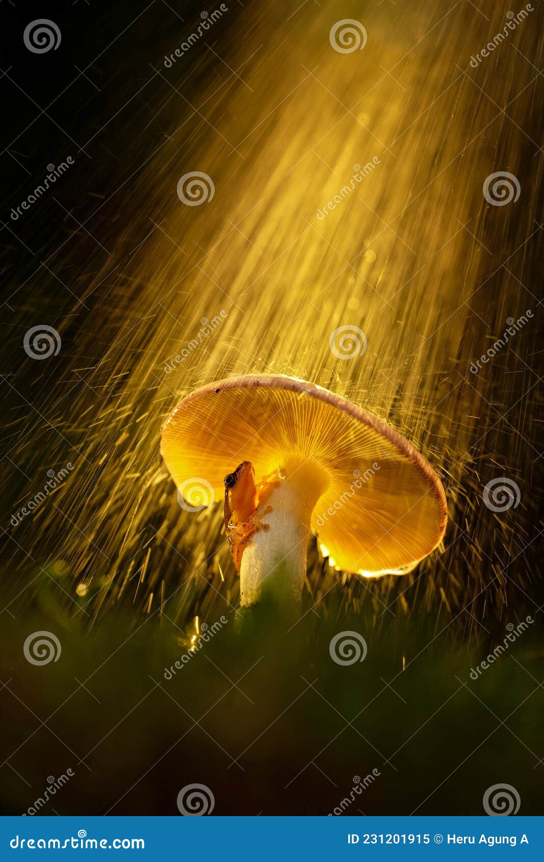 A Cute Frog is Sheltering Under a Mushroom in the Rain Stock Image ...