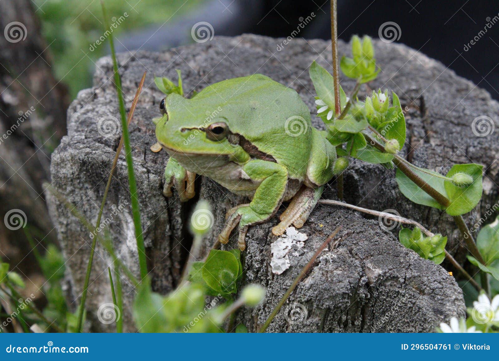 Cute frog on a stump stock image. Image of viburnum - 296504761