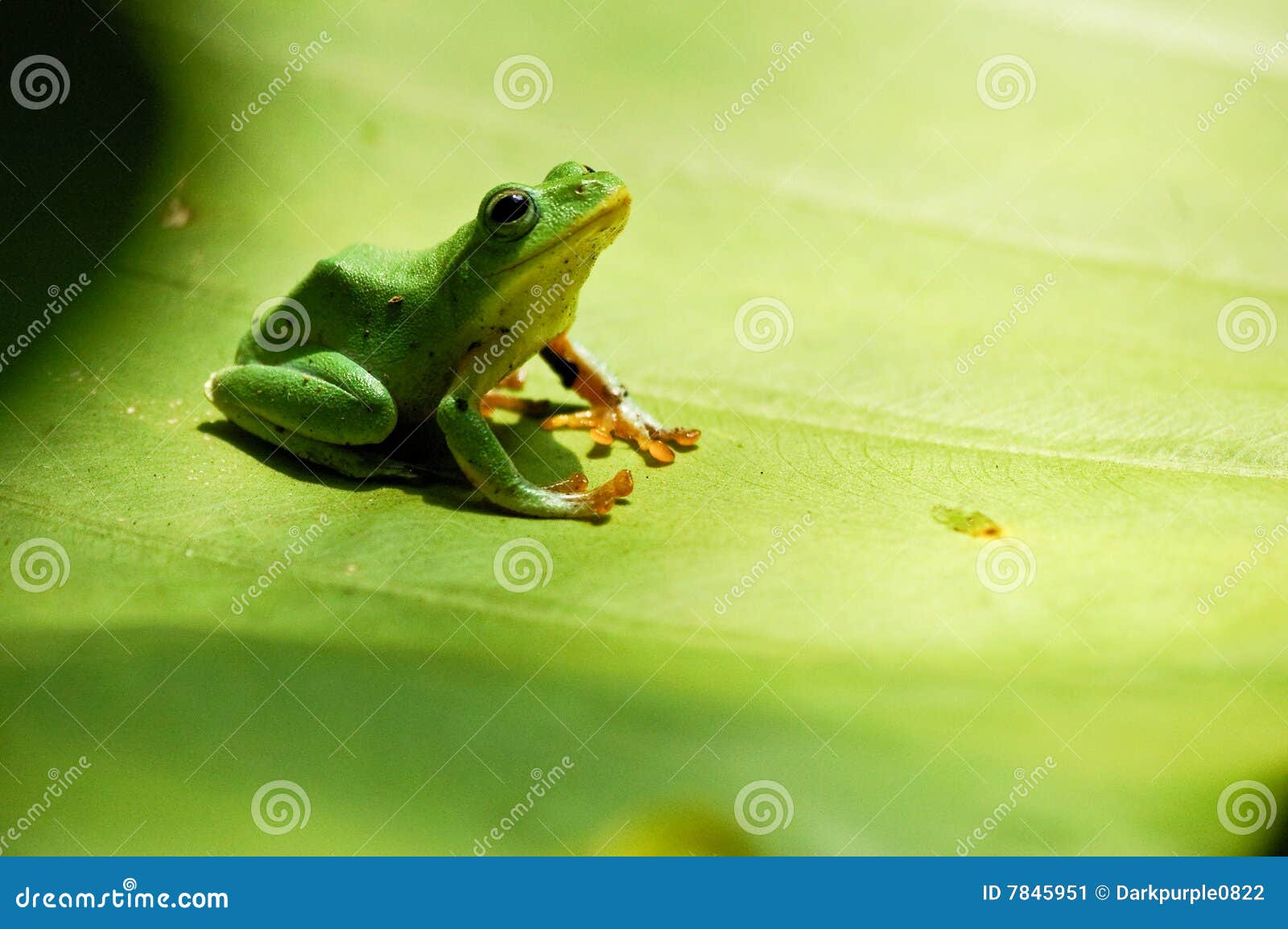 Cute frog in swamp stock image. Image of dating, green - 7845951