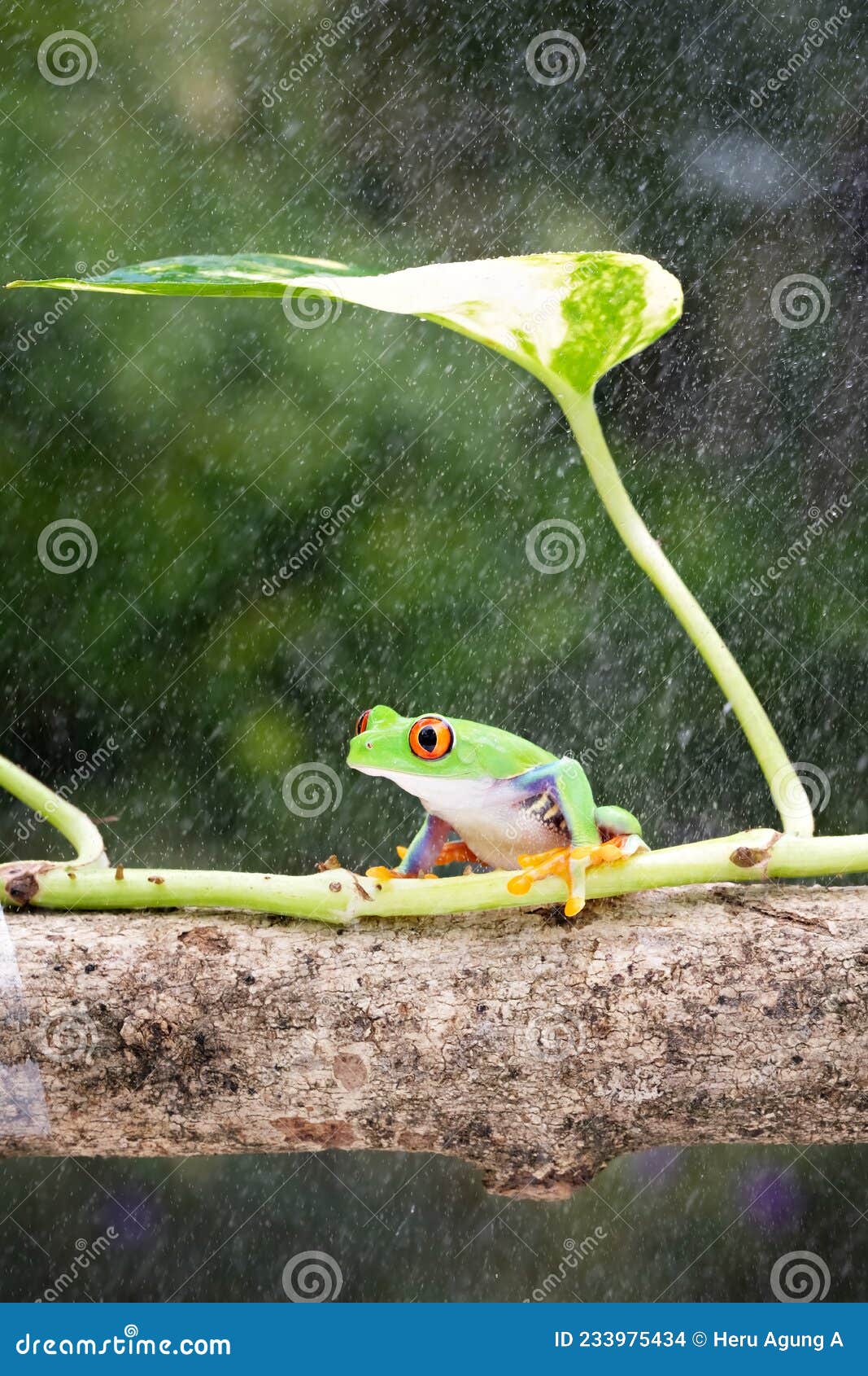 Cute Frog is Taking Shelter Under a Leaf during Heavy Rain Stock Photo ...