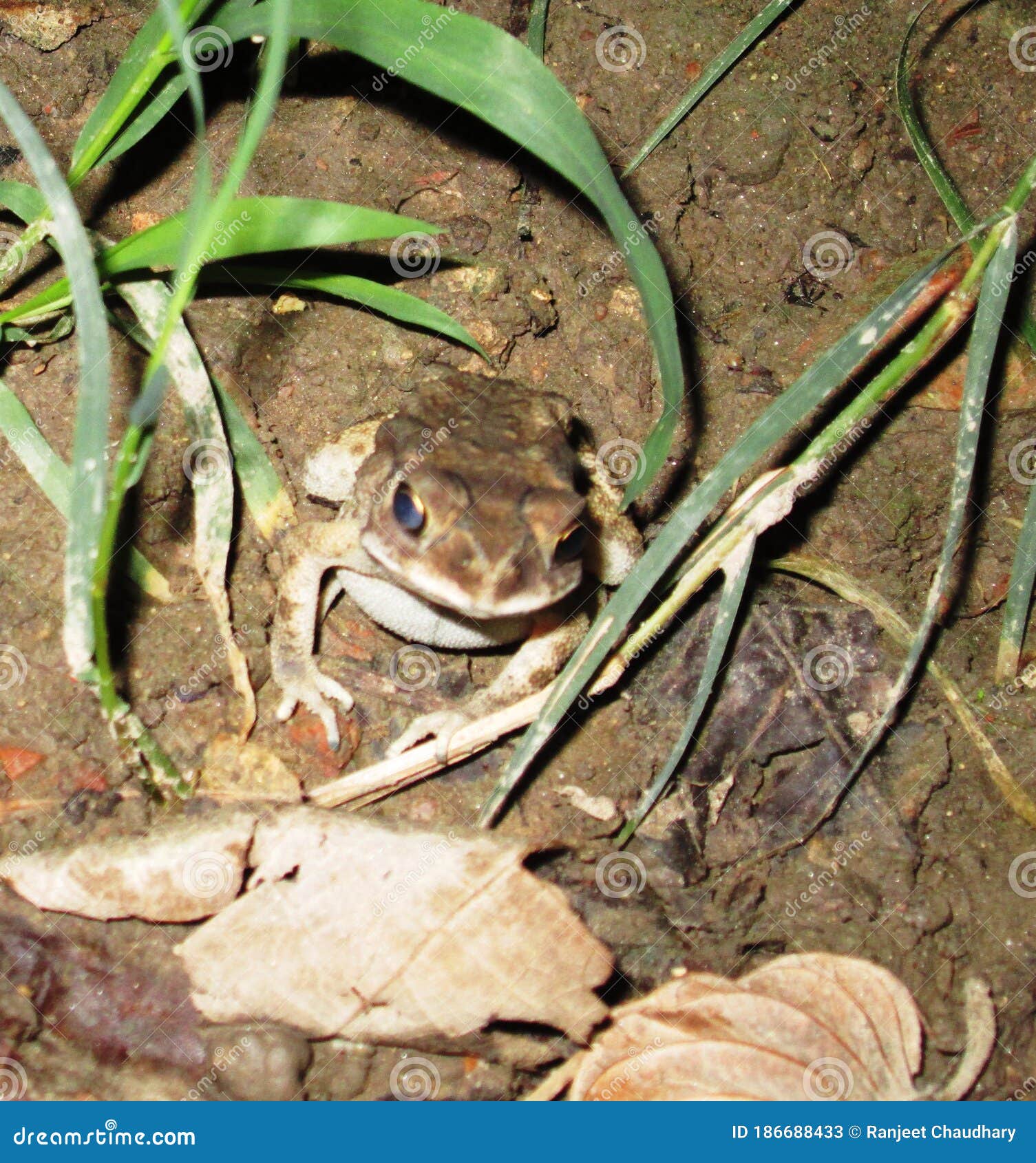Cute frog waiting for rain stock image. Image of rain - 186688433