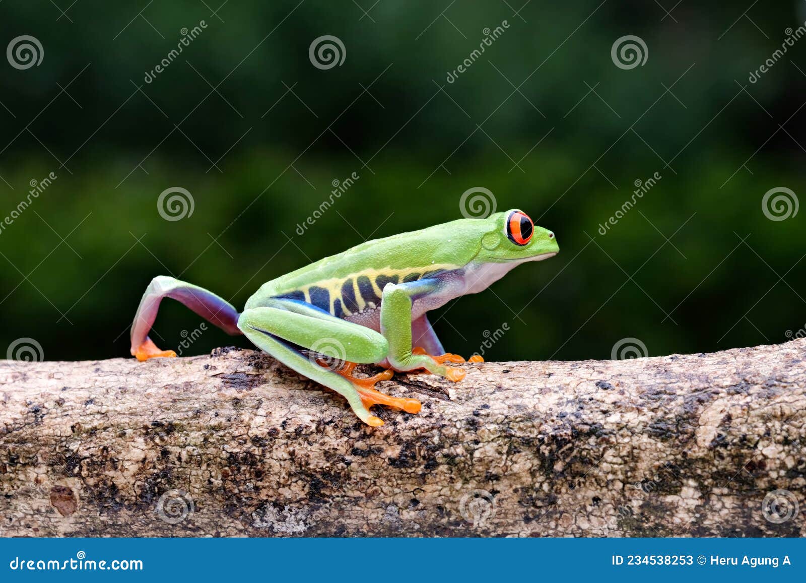 Cute Frog Walking on Tree Branch Stock Image - Image of snake, green ...