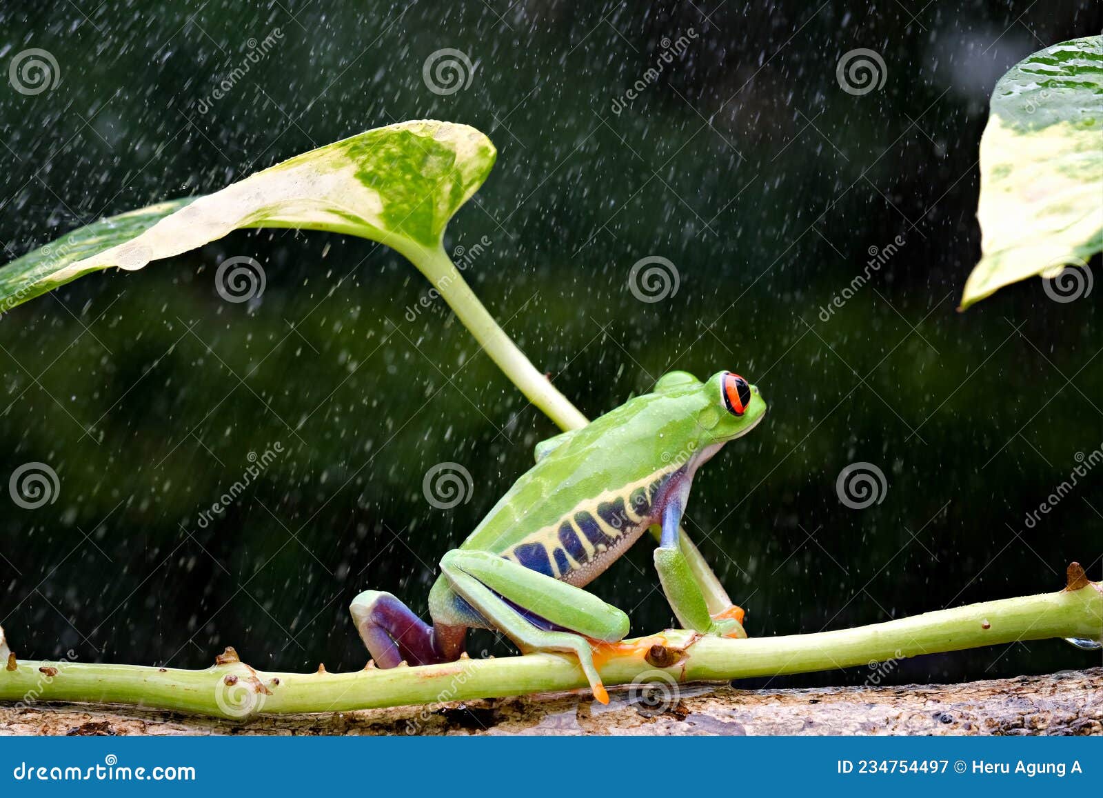 A Cute Frog is Walking on a Tree Branch Stock Image - Image of nature ...