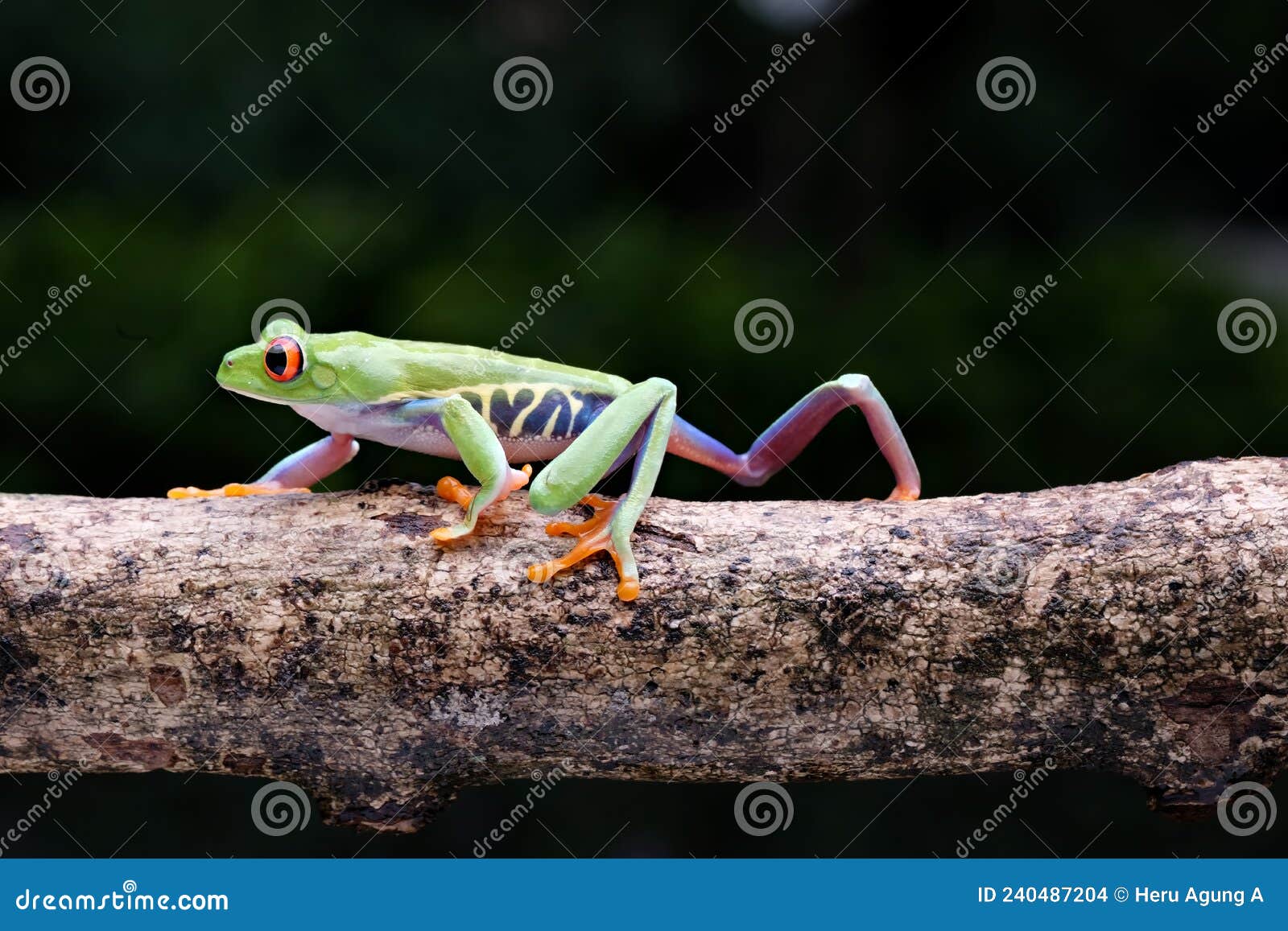 A Cute Frog is Walking on a Tree Branch in the Garden Stock Photo ...
