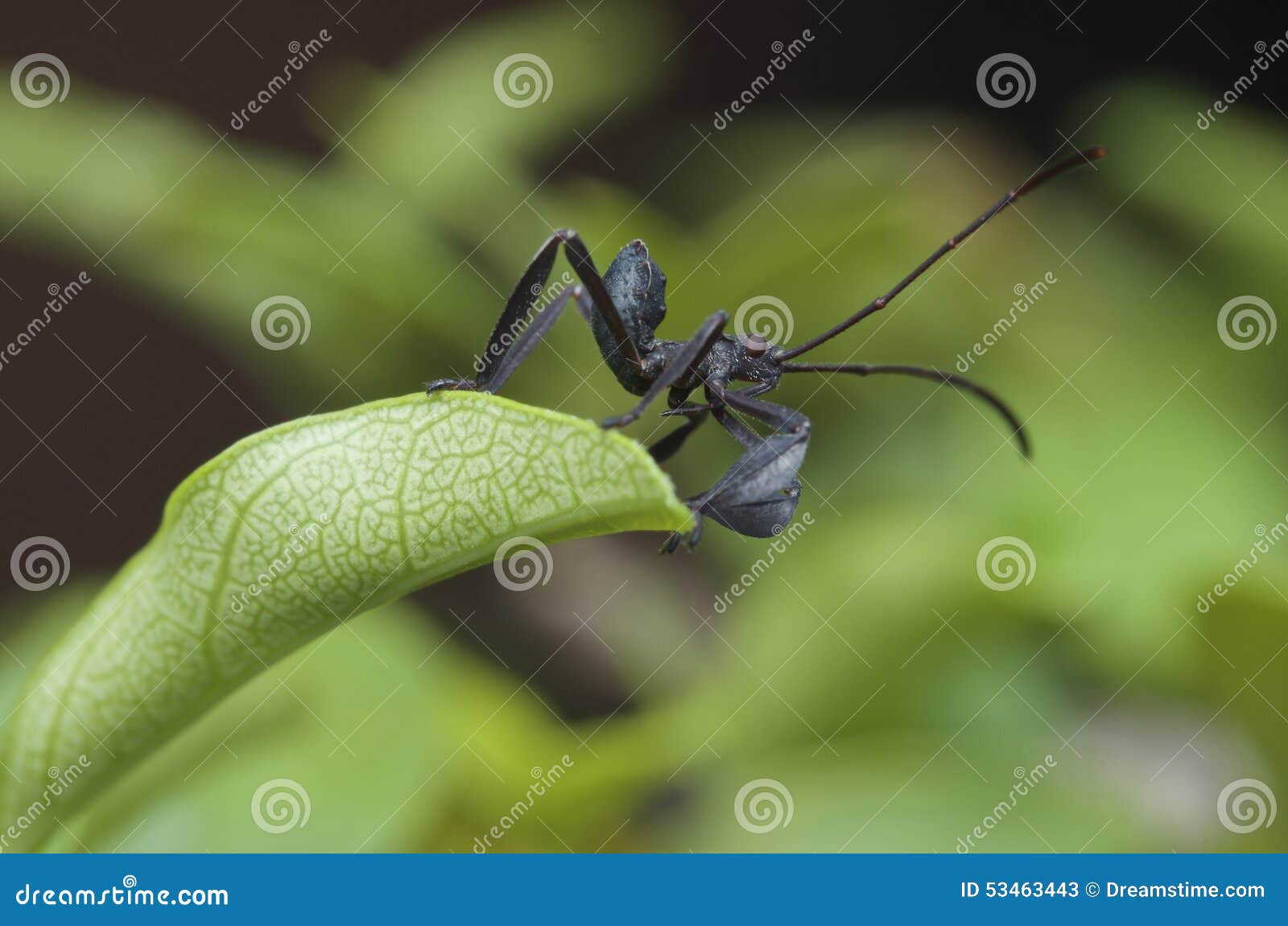 A Cute Front Leaf Legged Beetle Stock Image - Image of insects, prey ...