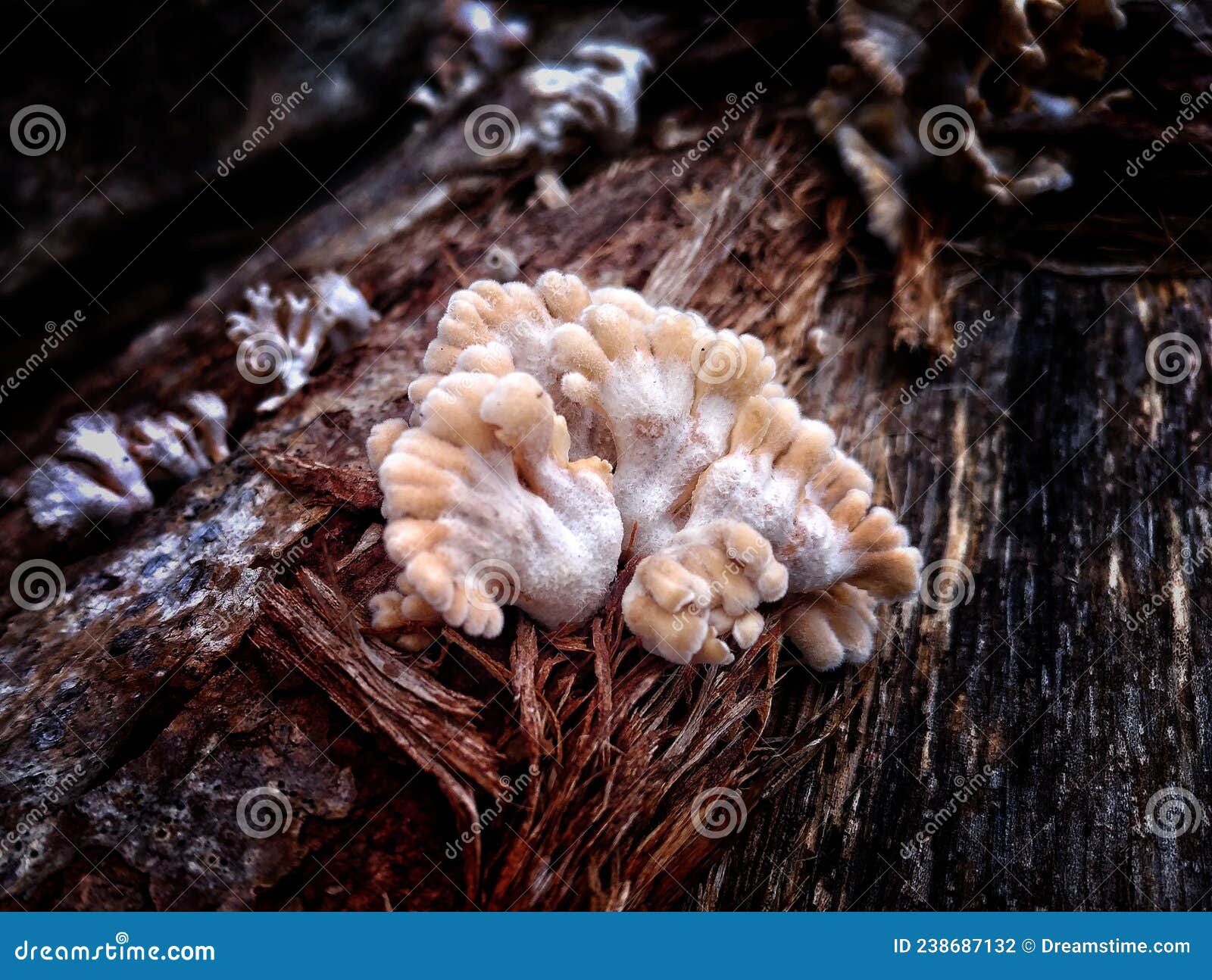 Cute fungus stock photo. Image of tree, toenail, cute - 238687132