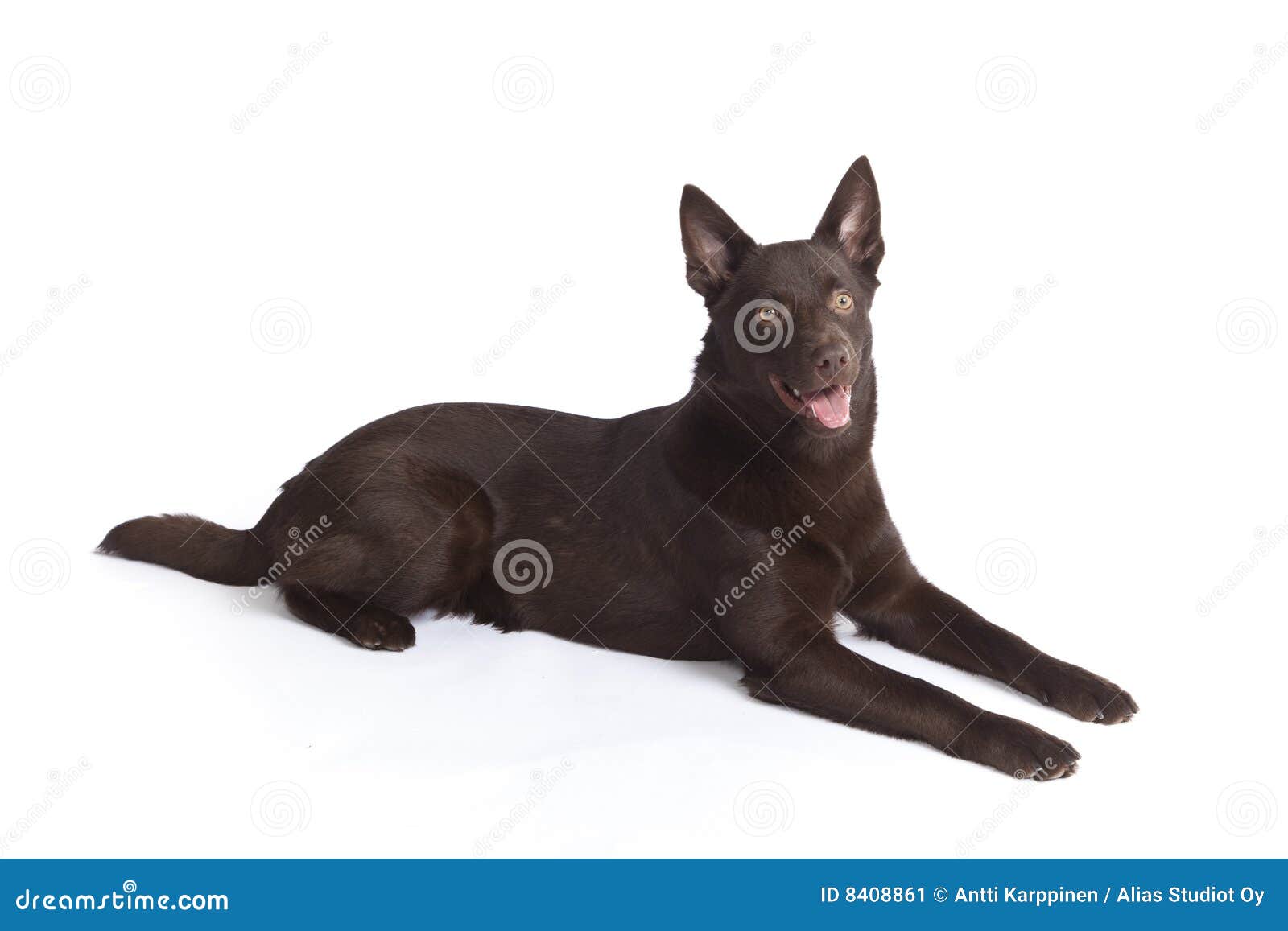 Cute and Funny Australian Kelpie Stock Image - Image of male, trained ...