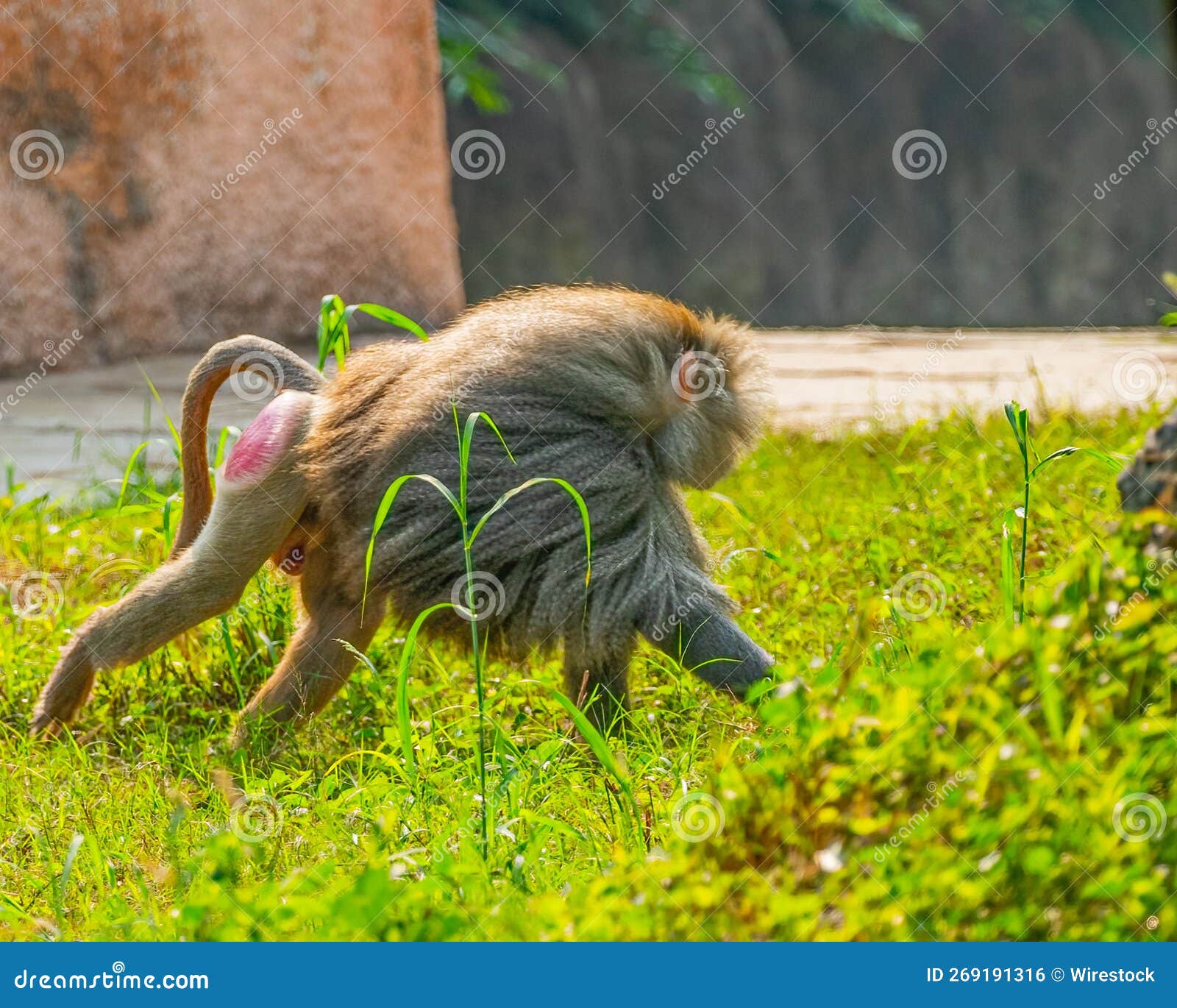Cute Funny Baboon Running in the Lush Green Ground Stock Photo - Image ...