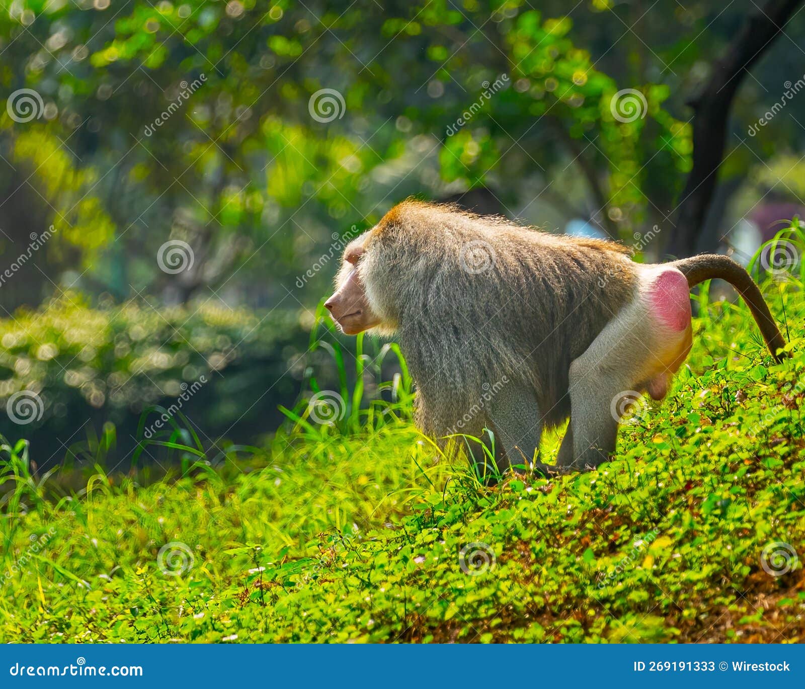 Funny Baboon Monkey Royalty-Free Stock Image | CartoonDealer.com #7336066