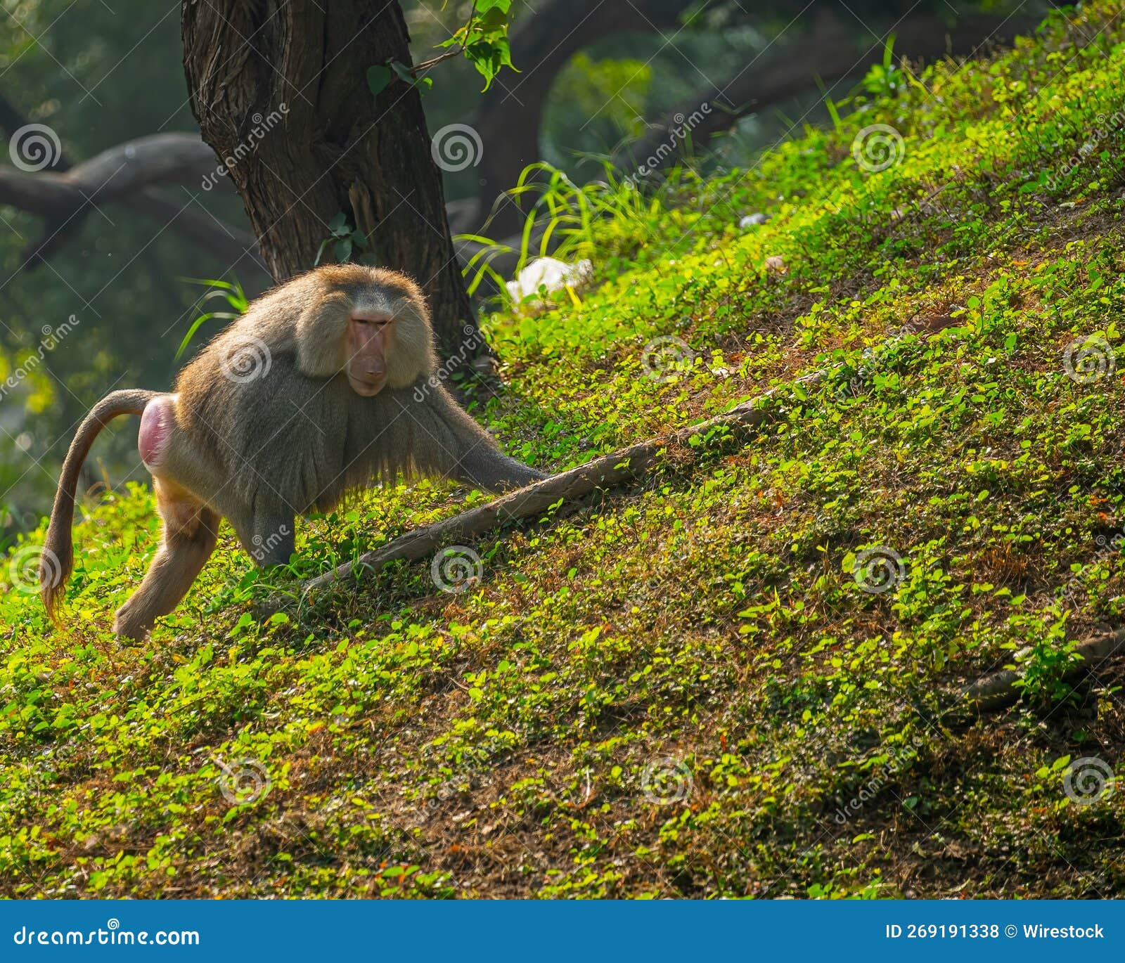 Cute Funny Baboon Running in the Lush Green Ground Stock Photo - Image ...