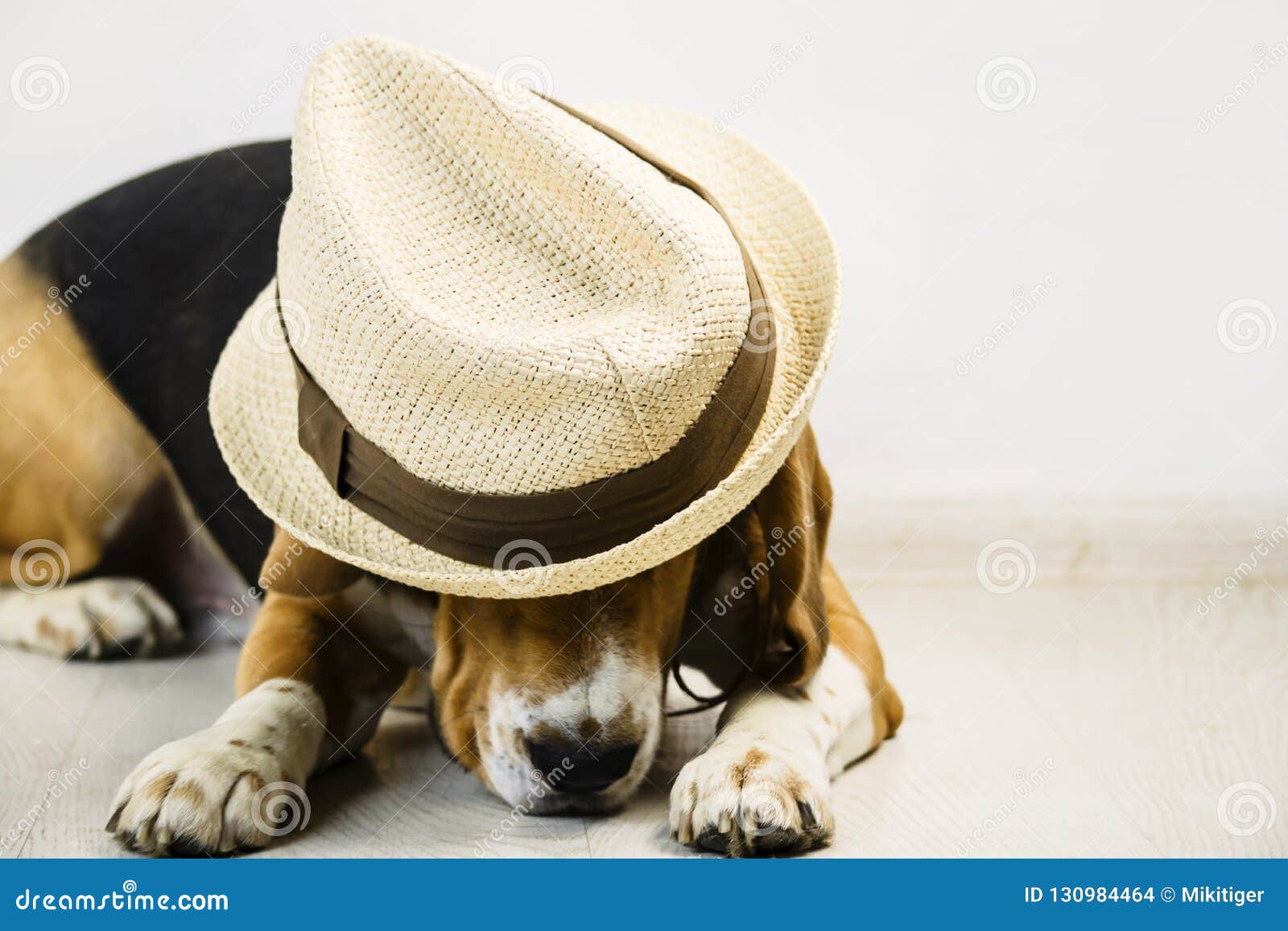 Cute and Funny Beagle Dog in Hat Stock Photo - Image of funny ...