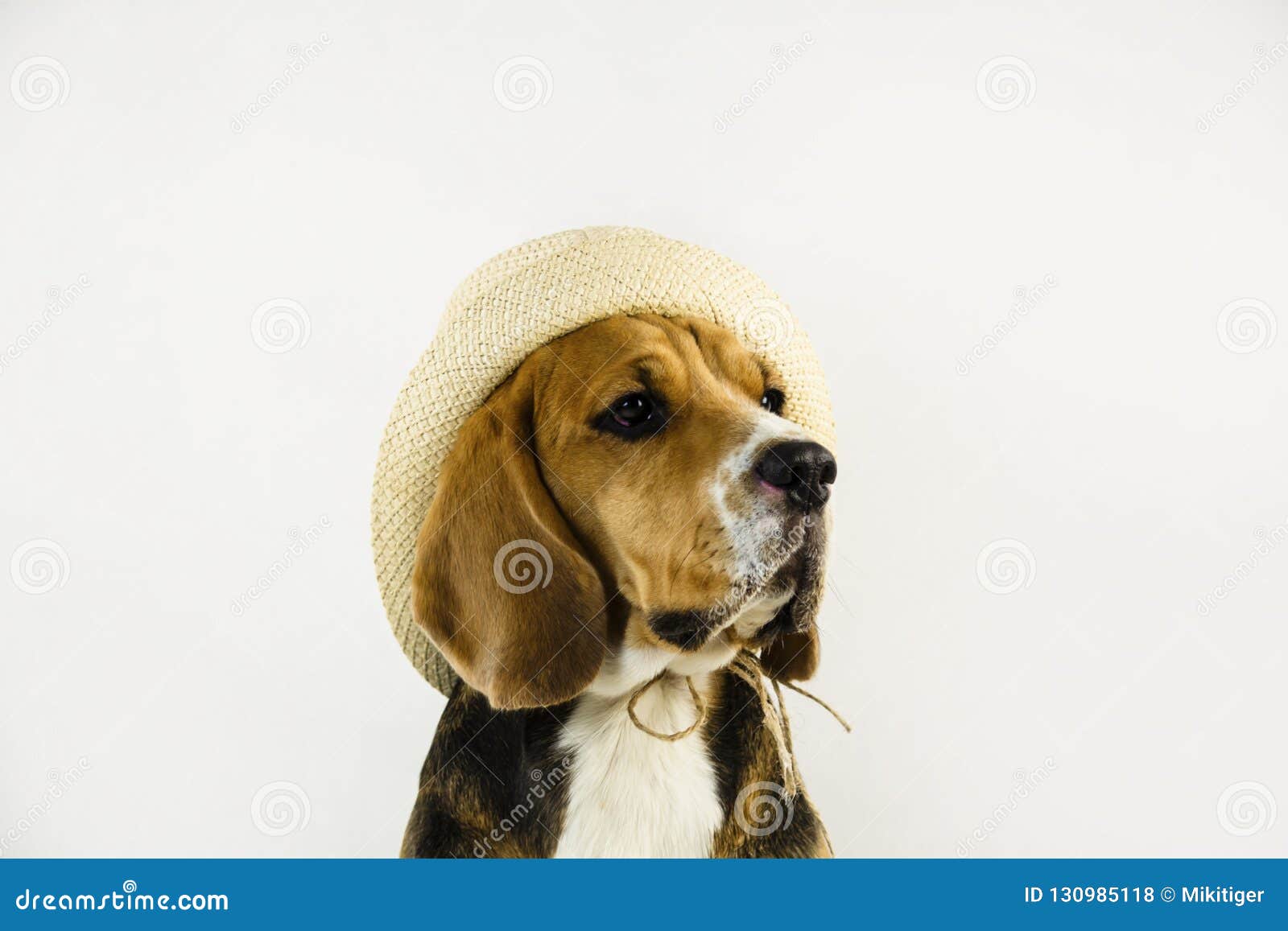 Cute and Funny Beagle Dog in Hat Stock Photo - Image of friend, fashion ...