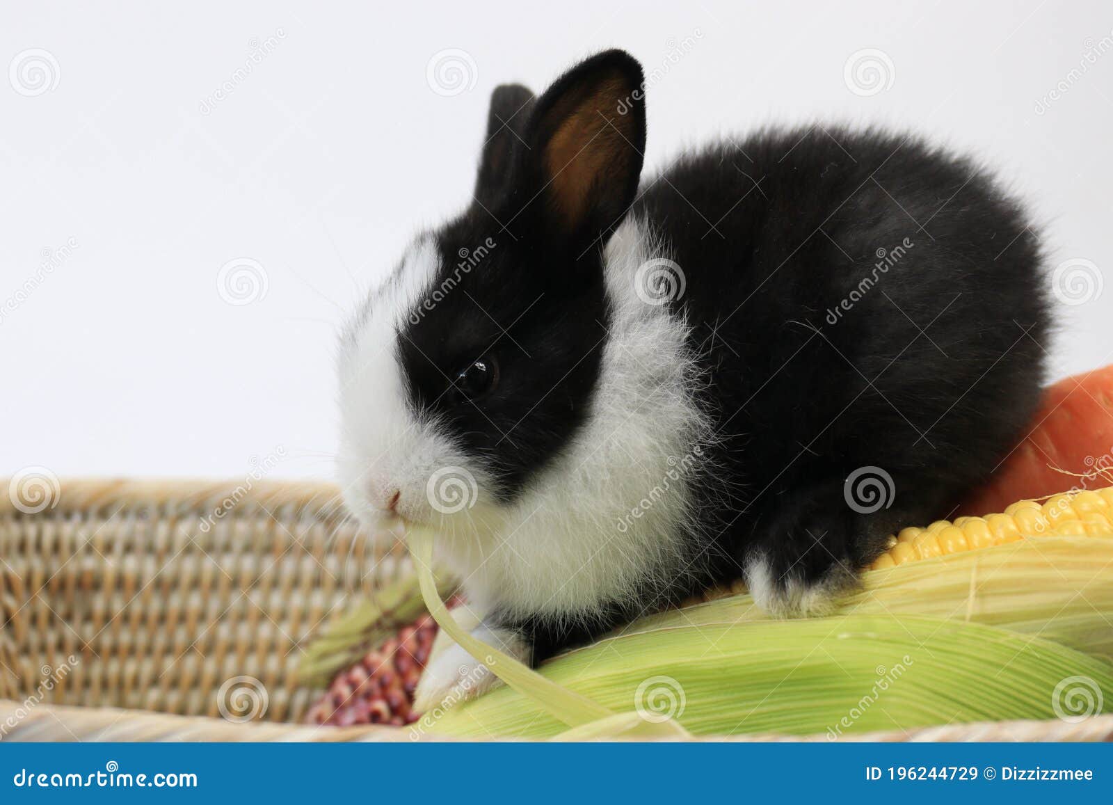 Close up Bunny Rabbit editorial stock image. Image of organic - 196244729
