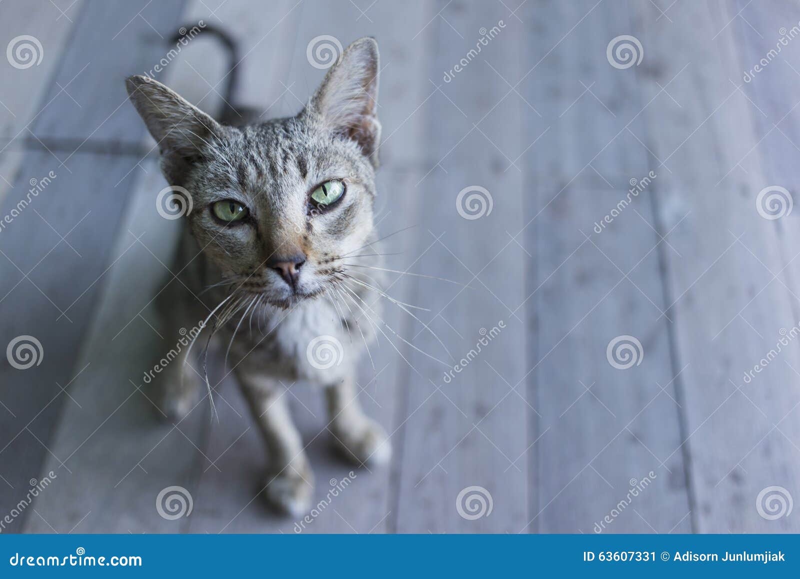 Cute funny cat stock image. Image of domestic, funny - 63607331