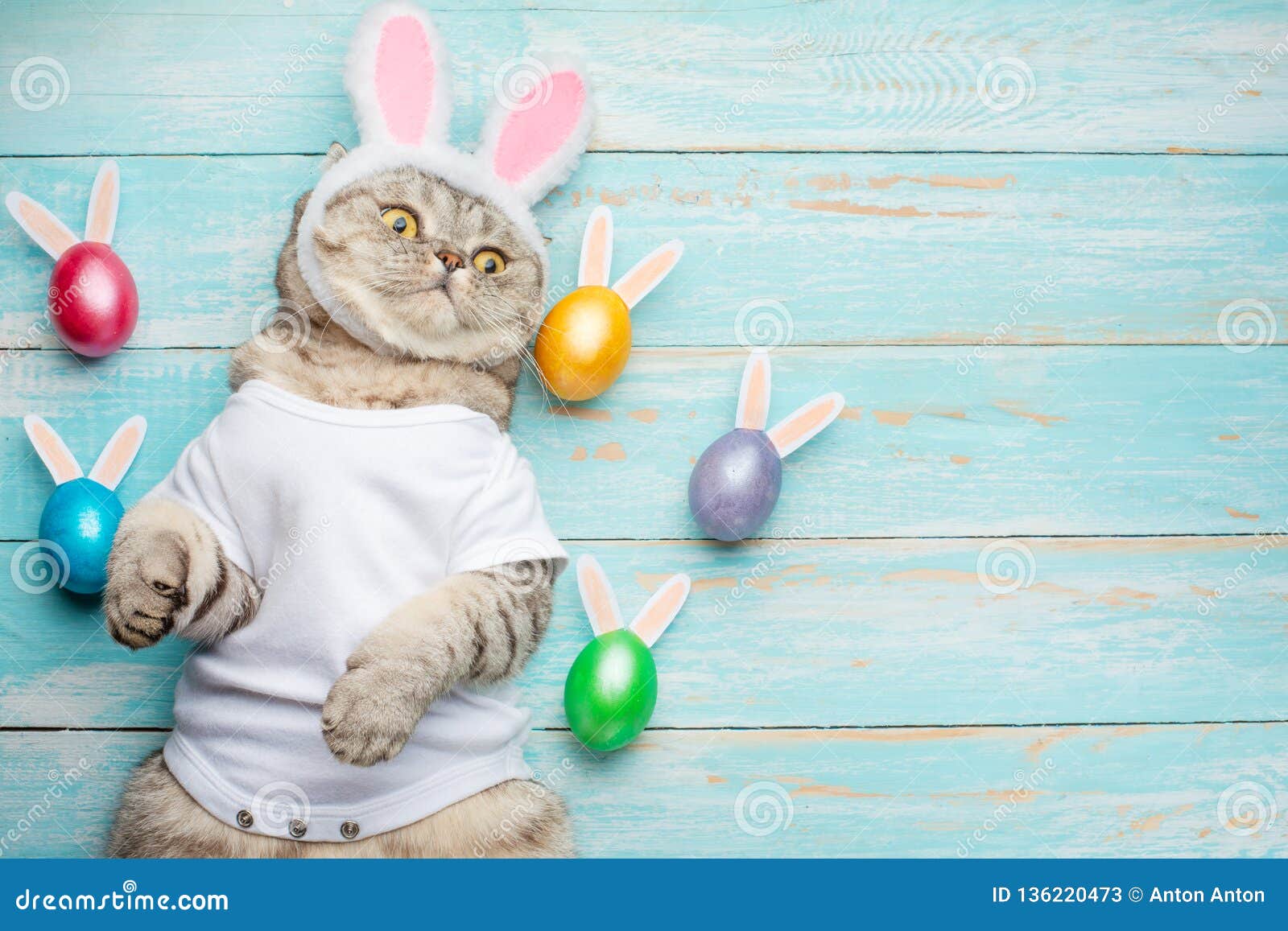 Cute Funny Cat with Rabbit Ears, Easter Background with Eggs. Banner ...