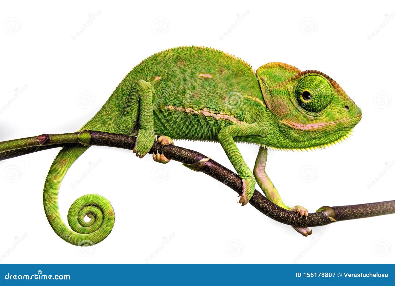 Cute Funny Chameleon - Chamaeleo Calyptratus Stock Image - Image of ...