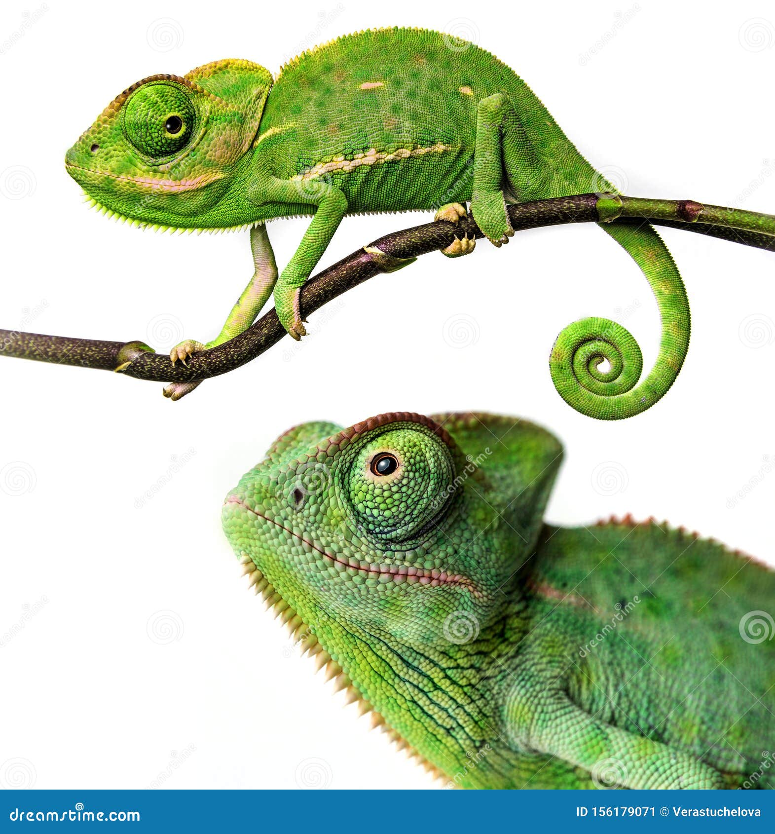 Cute Funny Chameleon - Chamaeleo Calyptratus Stock Image - Image of ...
