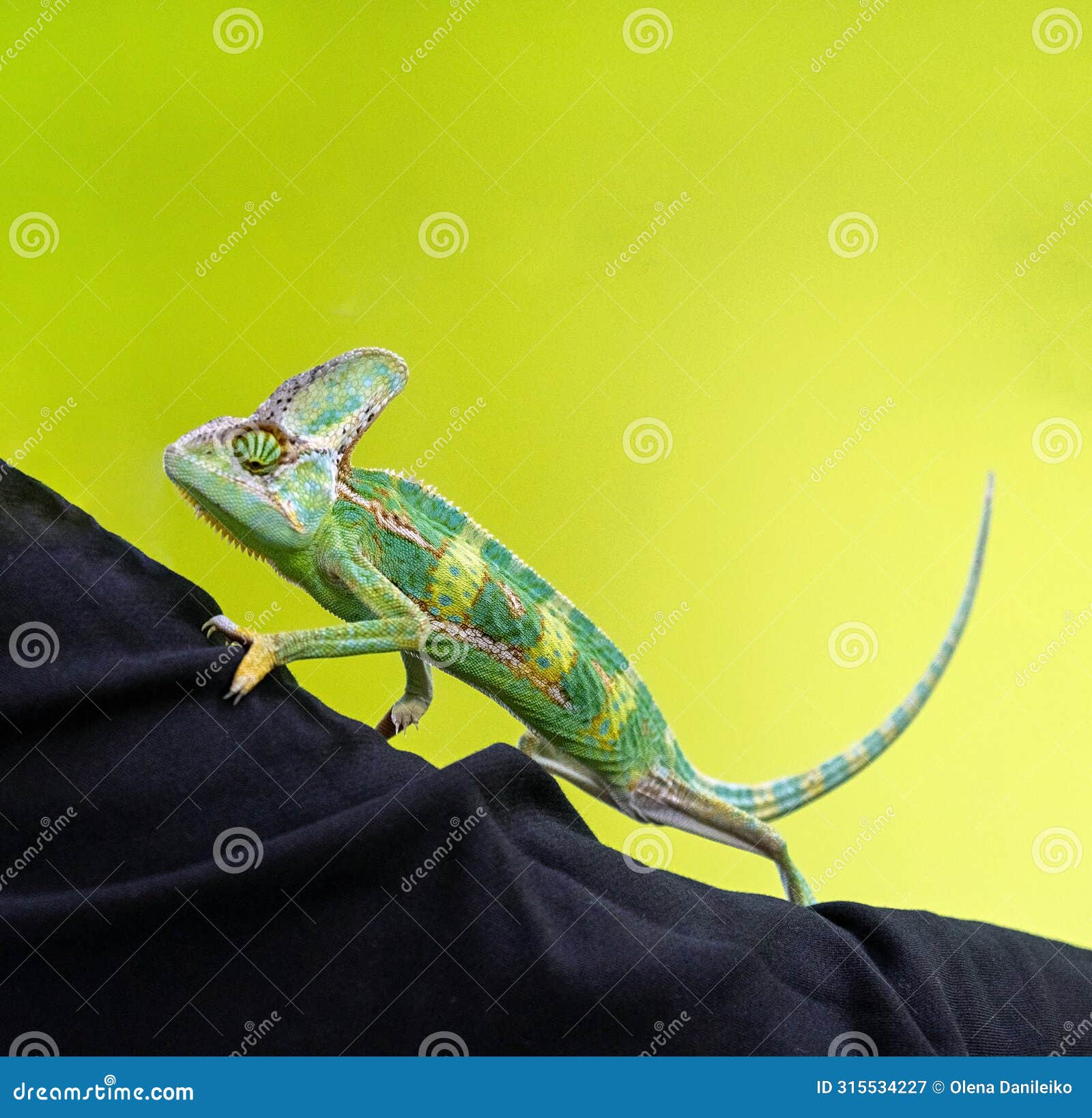 Cute Funny Chameleon - Chamaeleo Calyptratus Stock Image - Image of ...