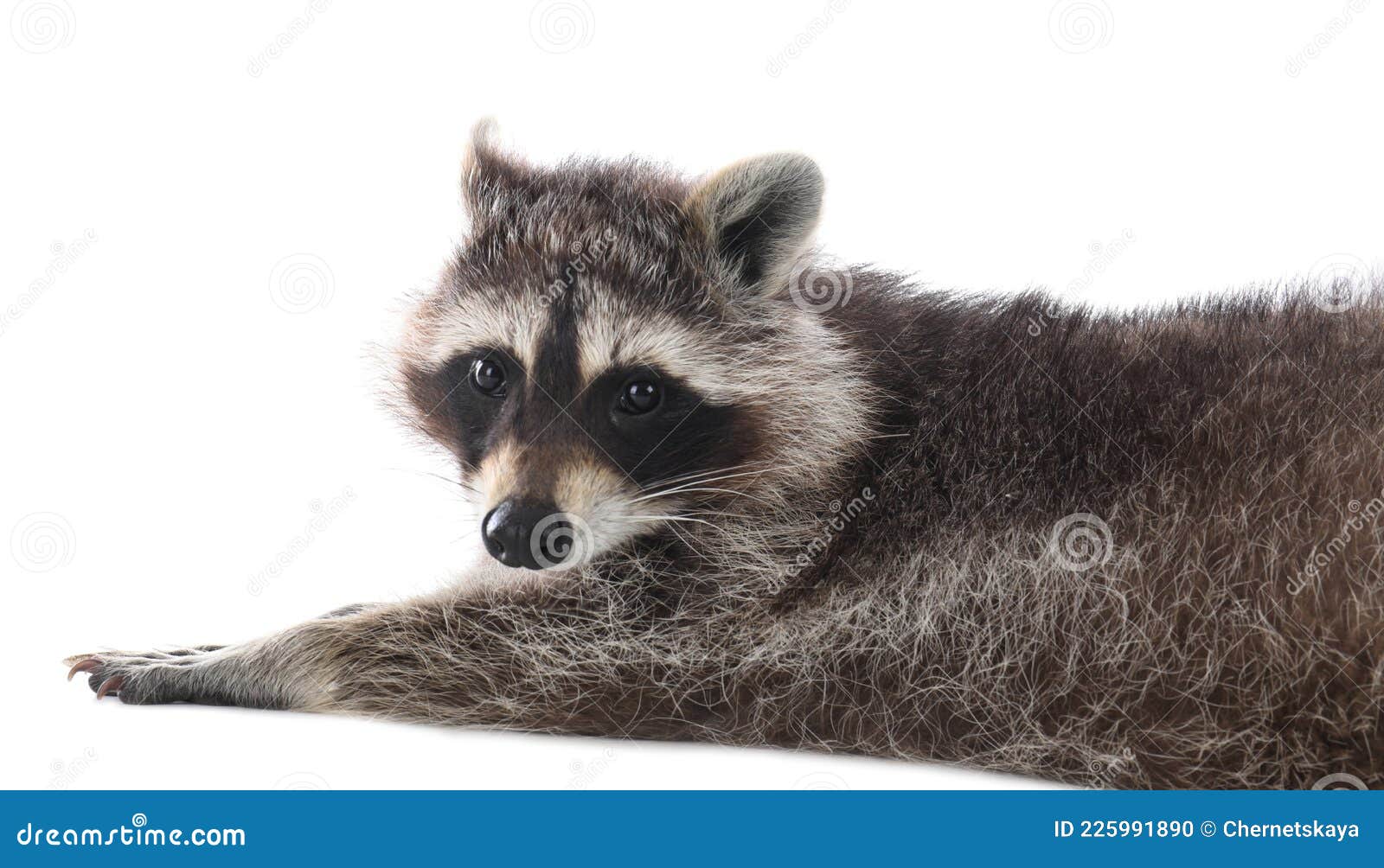 Cute Funny Common Raccoon Isolated on White Stock Photo - Image of ...