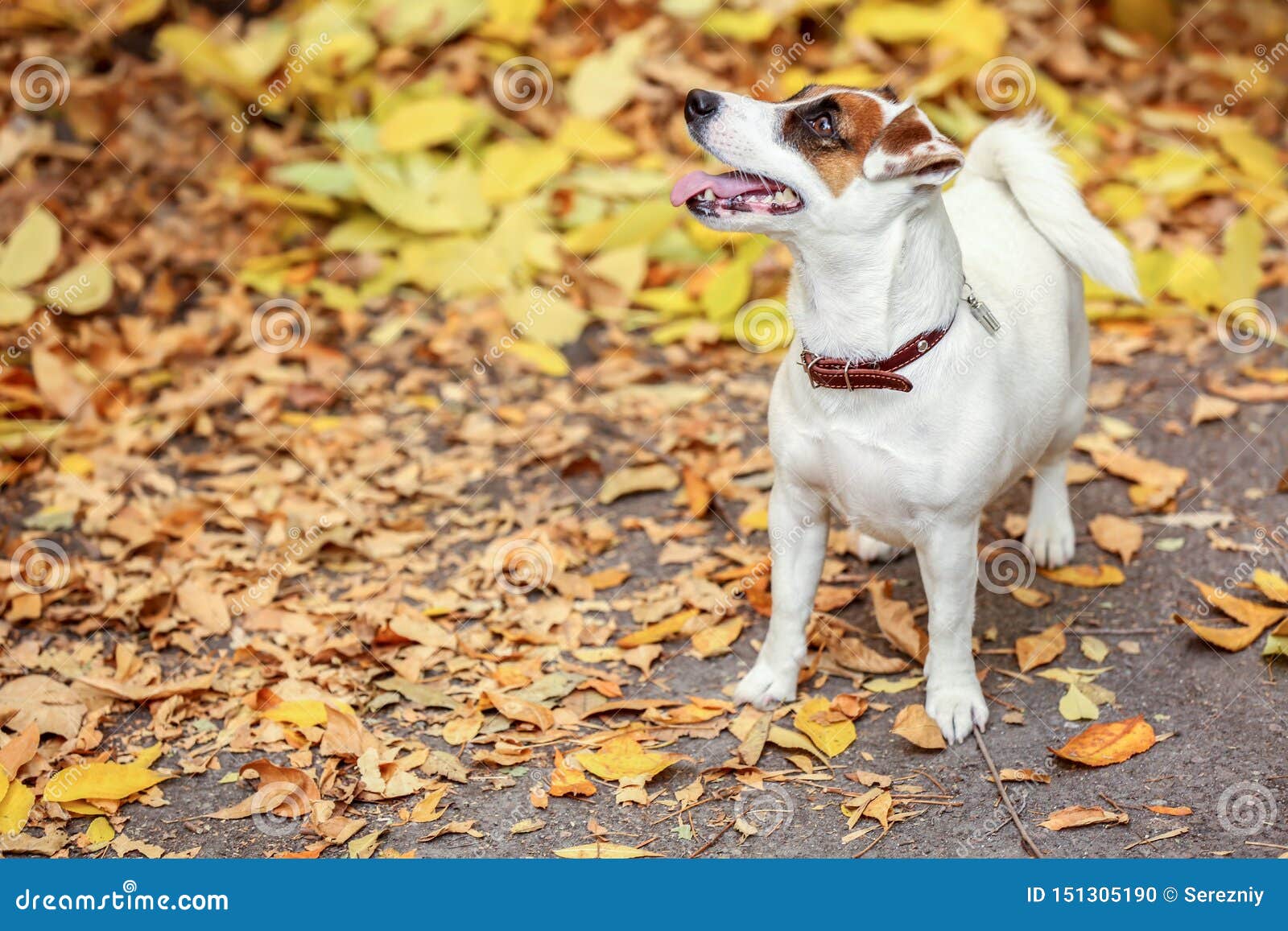 Cute Funny Dog in Autumn Park Stock Photo - Image of nature, friend ...