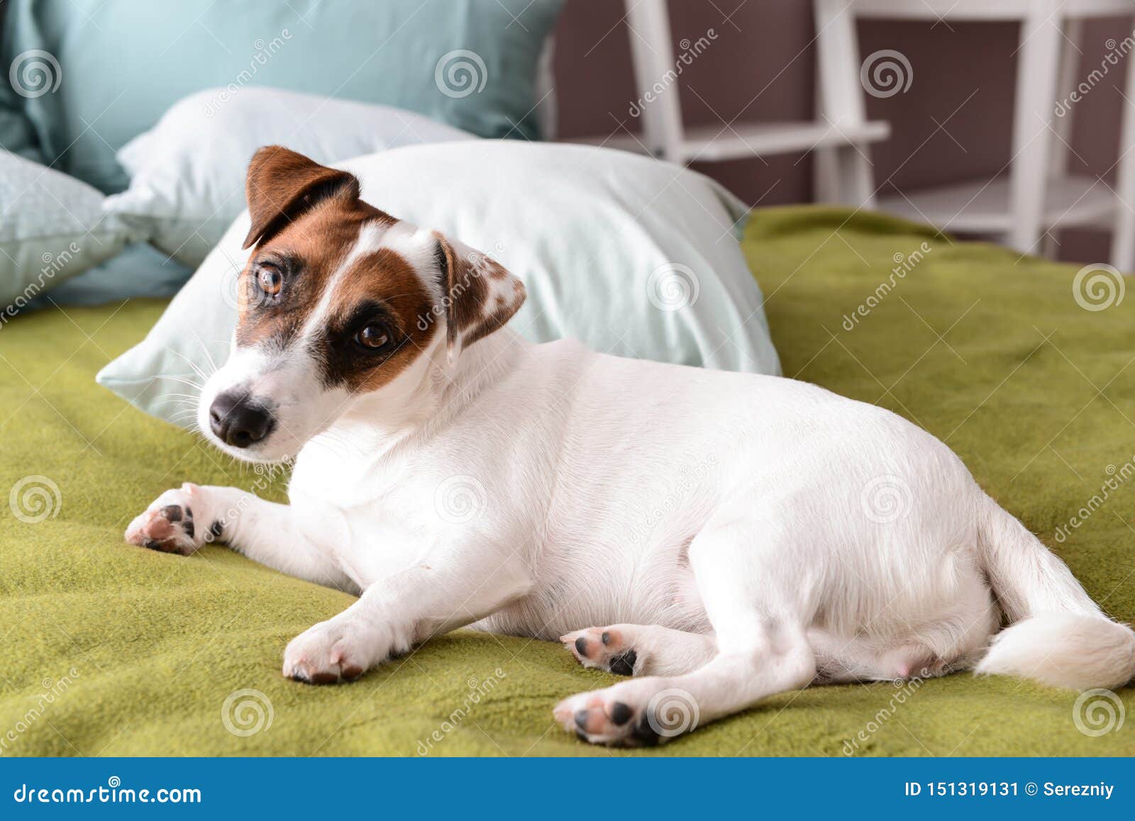 Cute Funny Dog on Bed at Home Stock Image - Image of cute, mammal ...