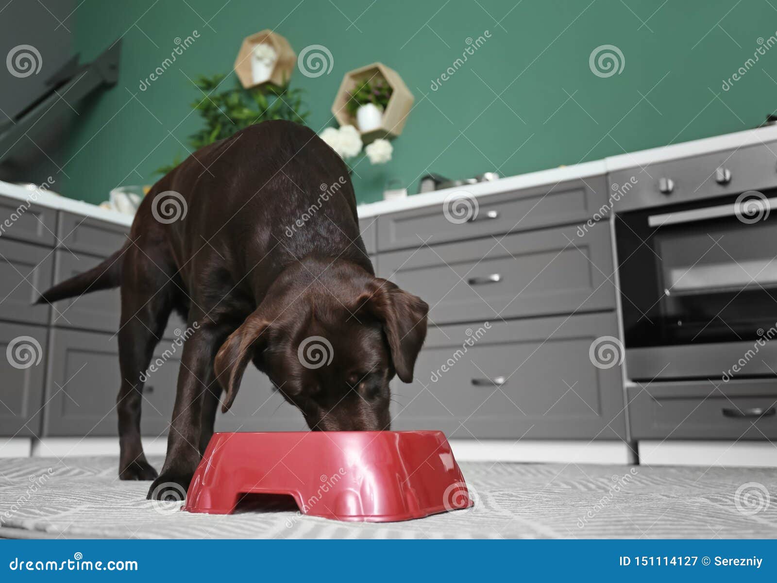 Cute Funny Dog Eating at Home Stock Image - Image of food, carpet ...