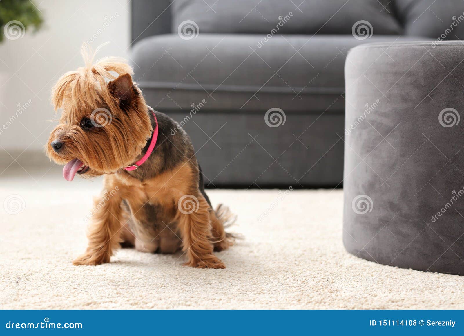 Cute funny dog at home stock photo. Image of breed, pedigree - 151114108