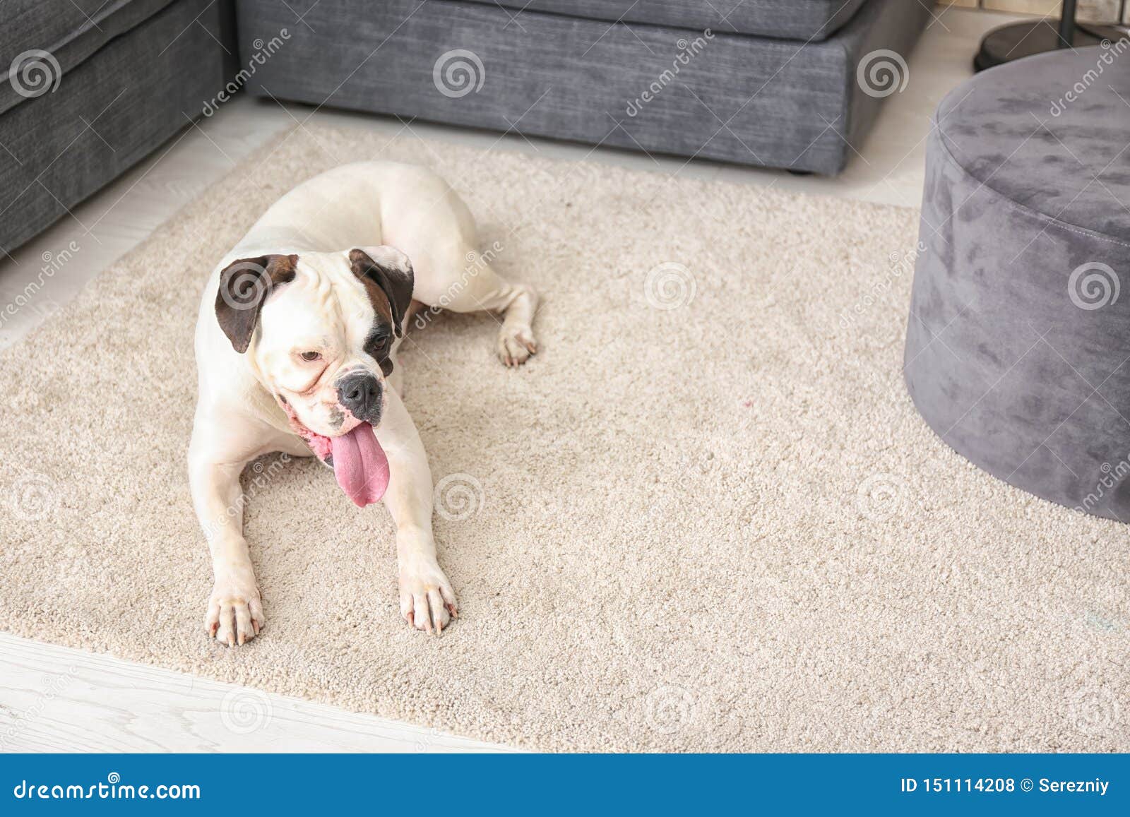 Cute funny dog at home stock photo. Image of home, mammal - 151114208