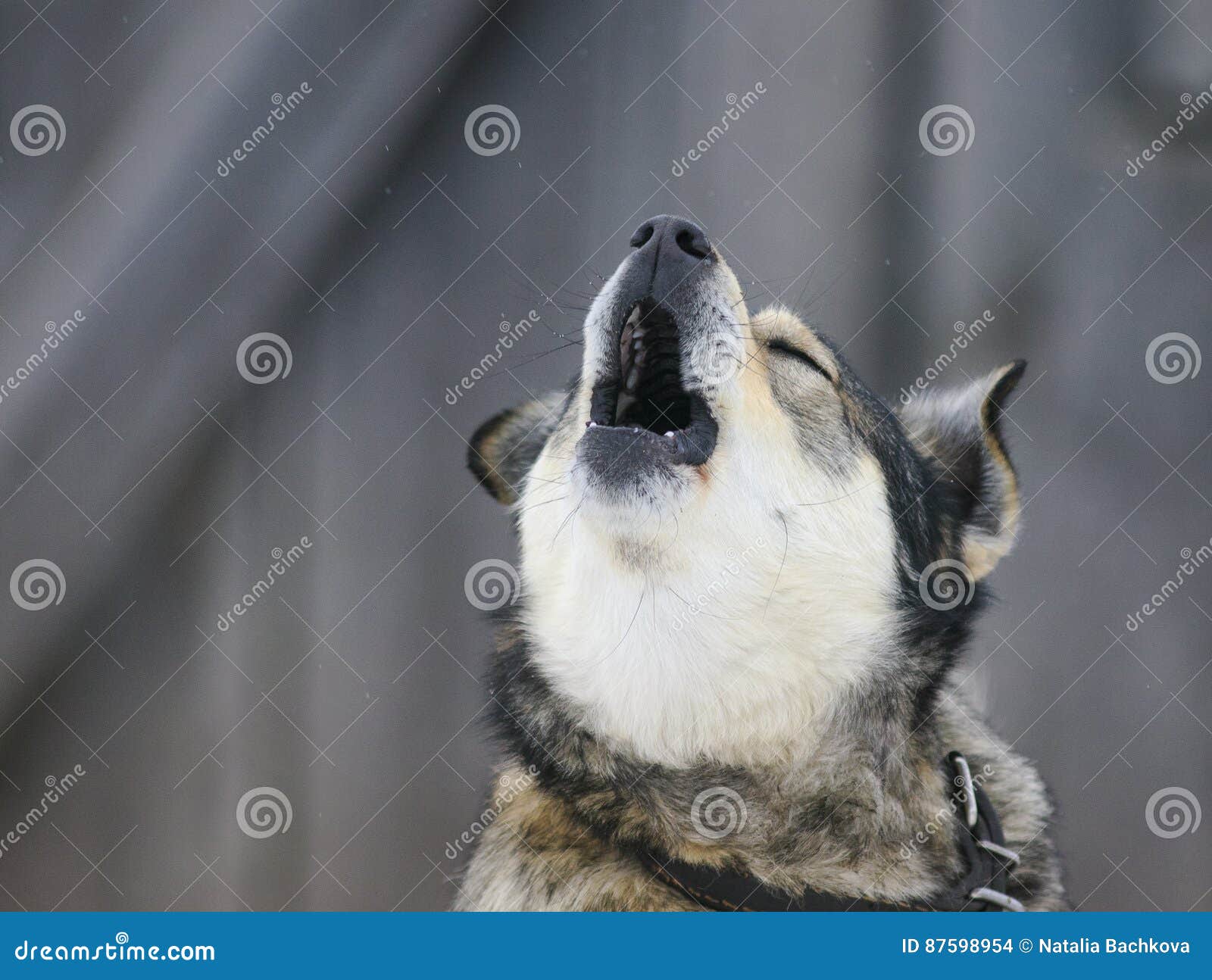 Cute Dog Howling
